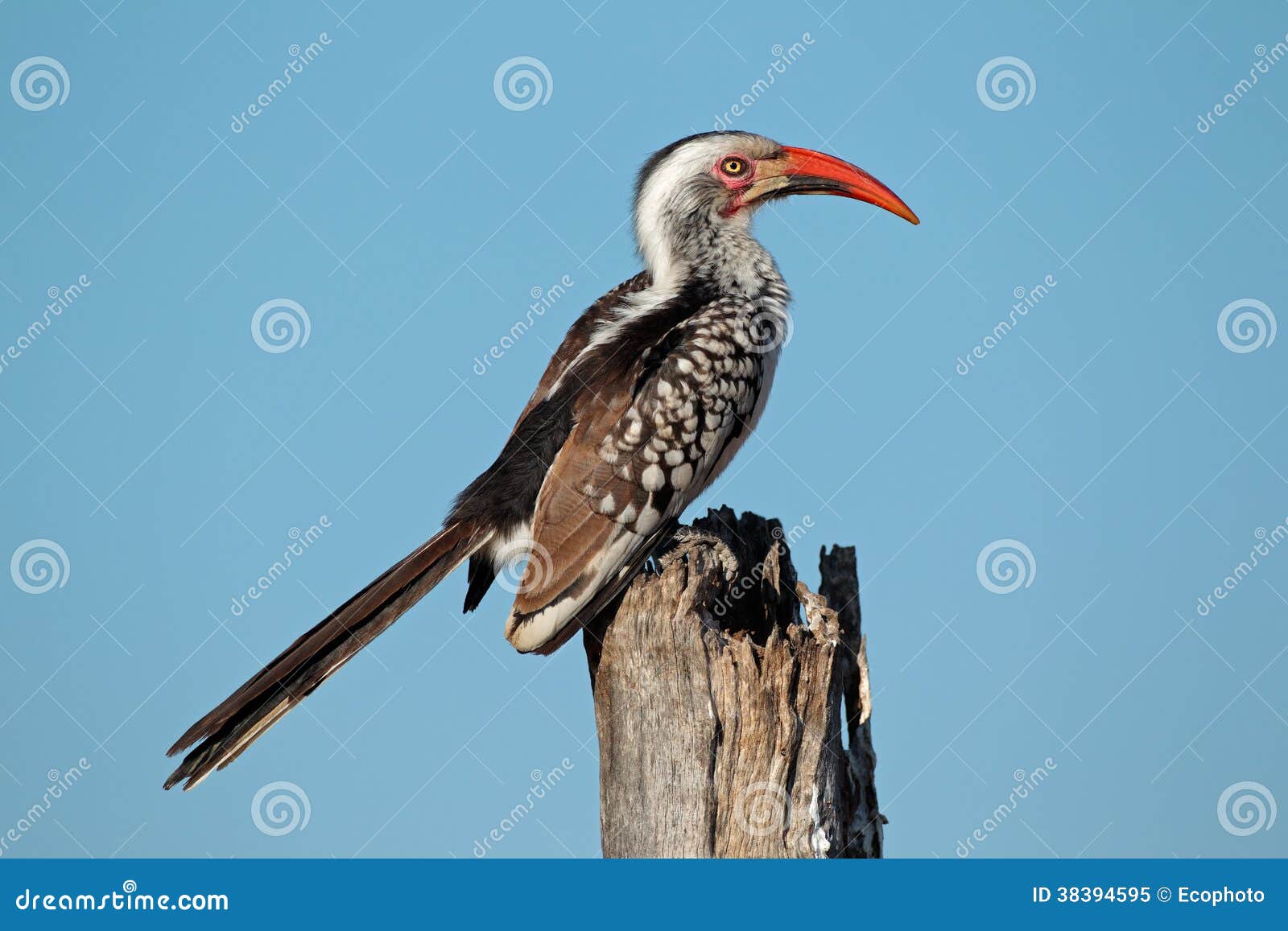 Red-billed hornbill stock image. Image of wing, africa - 38394595