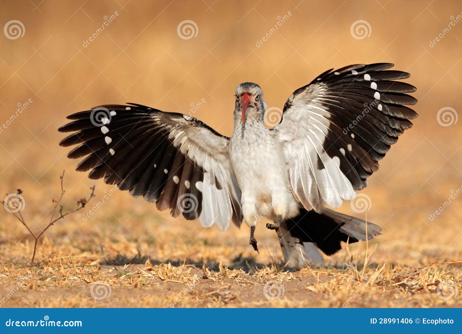 Red-billed Hornbill Landing Stock Photo - Image of bird, southern: 28991406