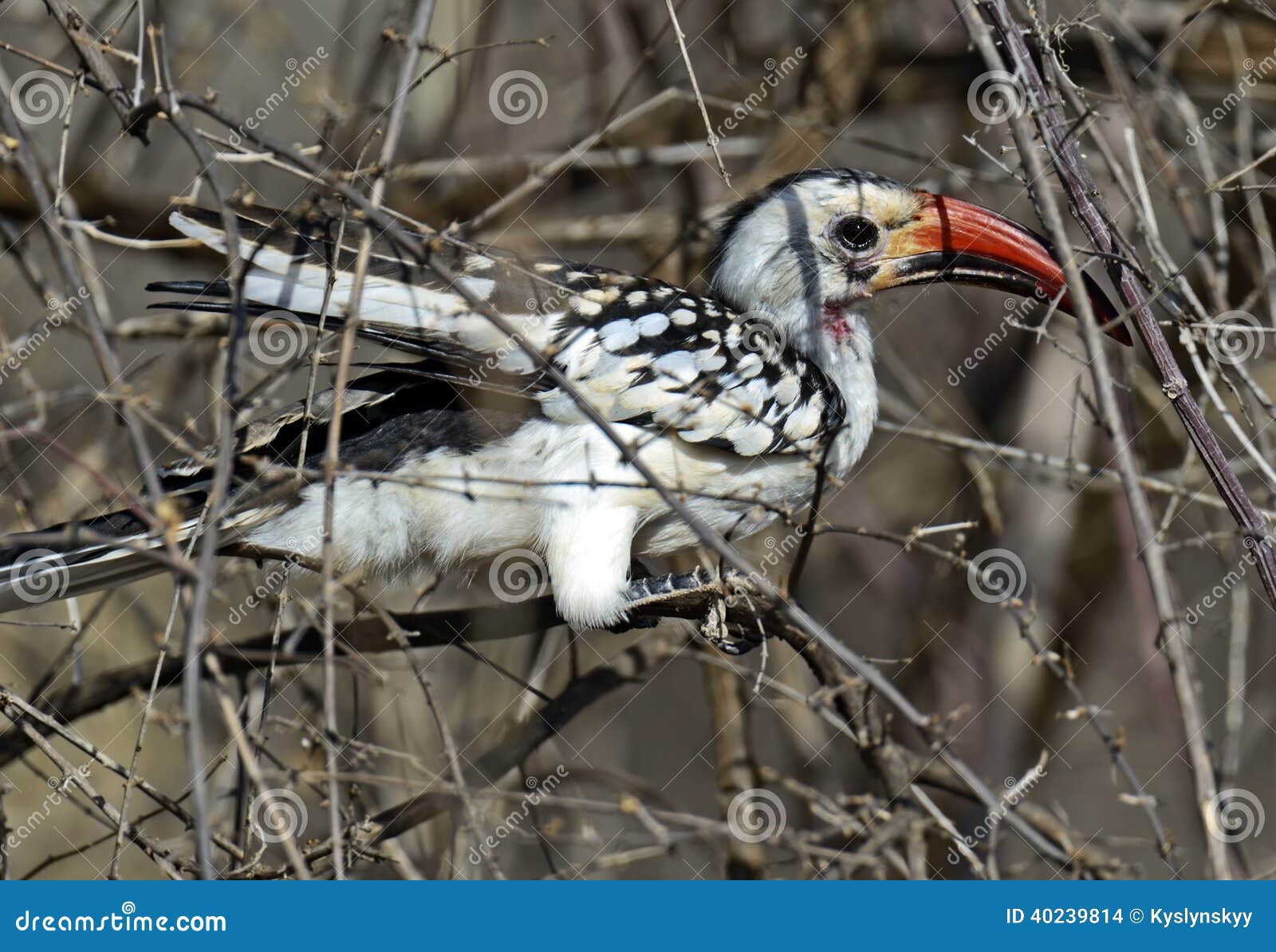 Red-billed Hornbill stock photo. Image of beautiful, african - 40239814