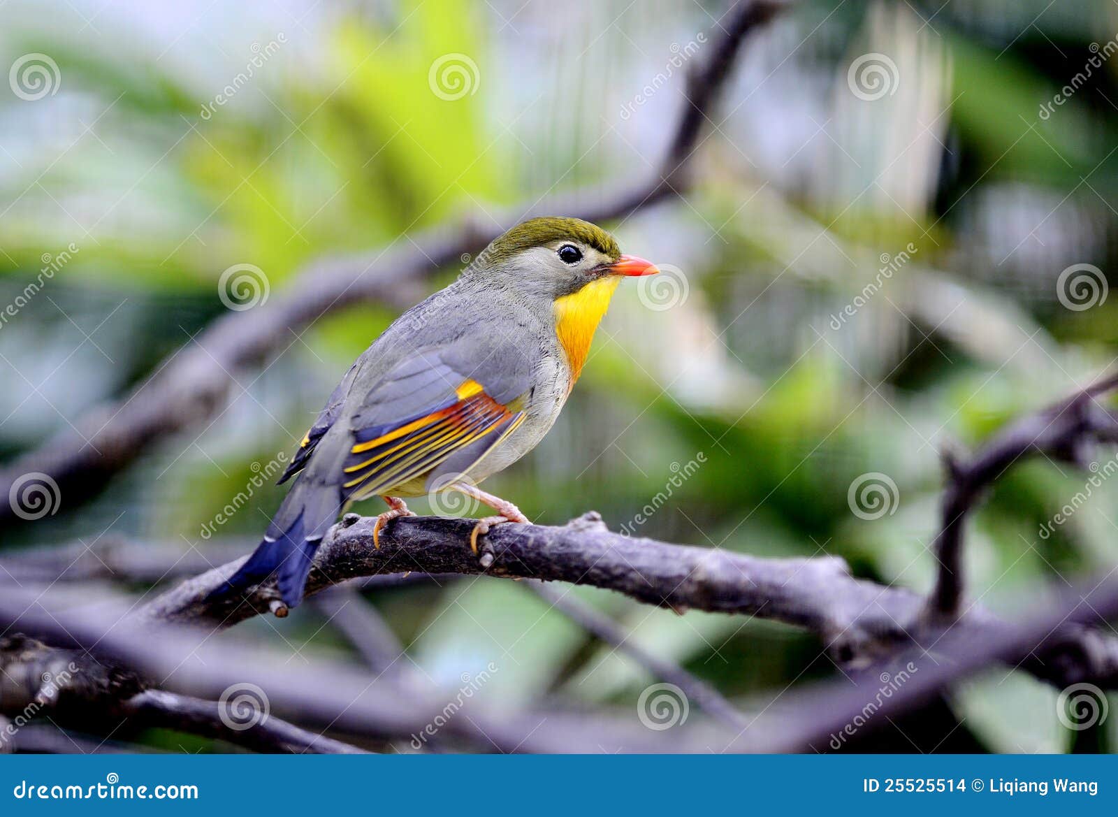 Red-billed leiothrix stock photo. Image of birds, love - 25525514