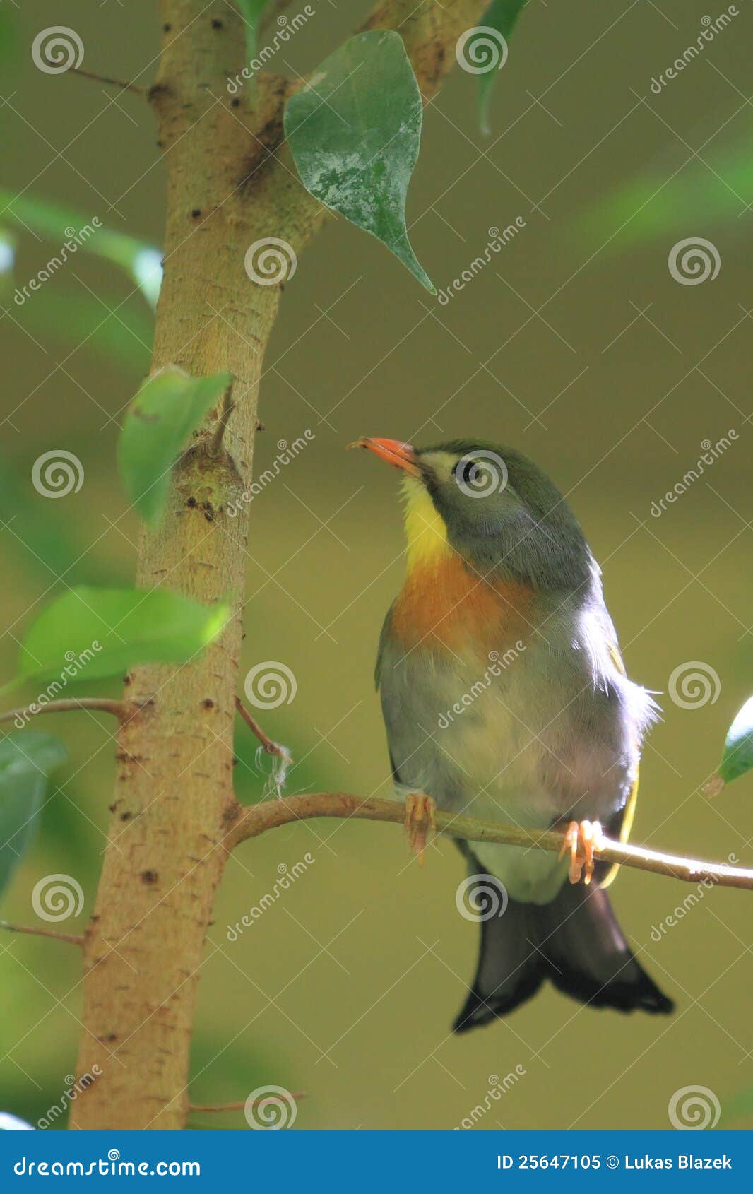 Red-billed leiothrix stock image. Image of sitting, bird - 25647105
