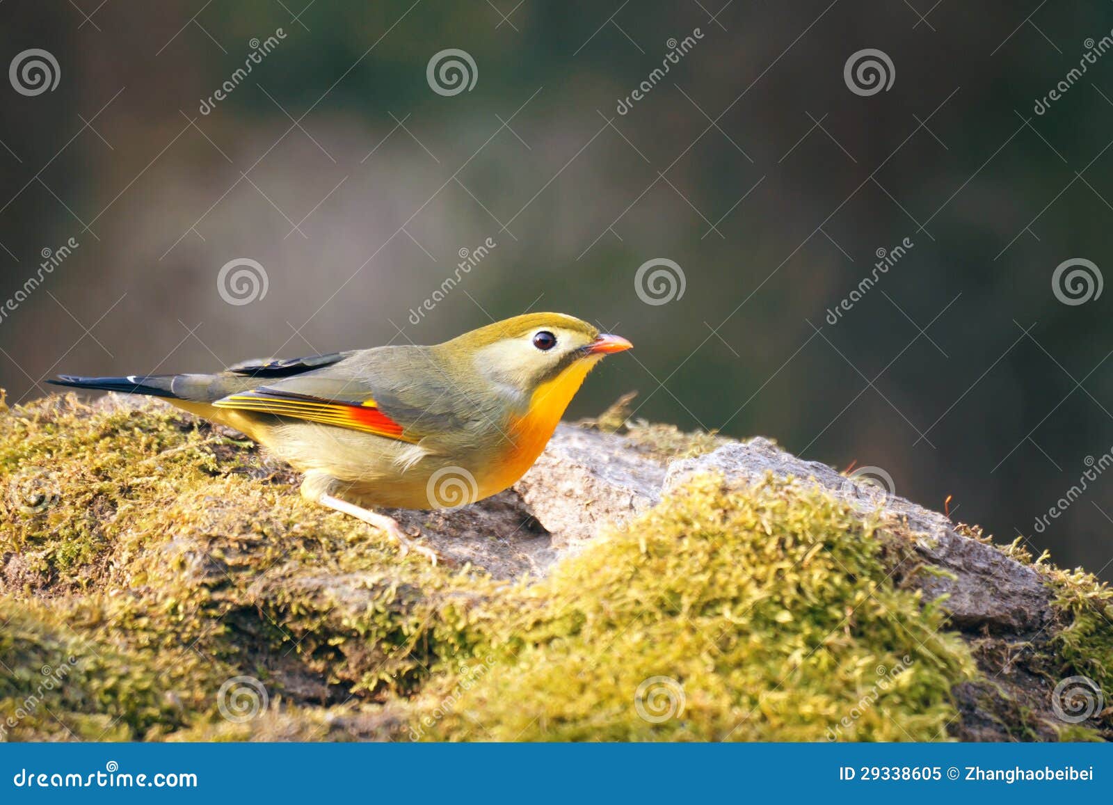 Red-billed Leiothrix stock image. Image of animals, bird - 29338605