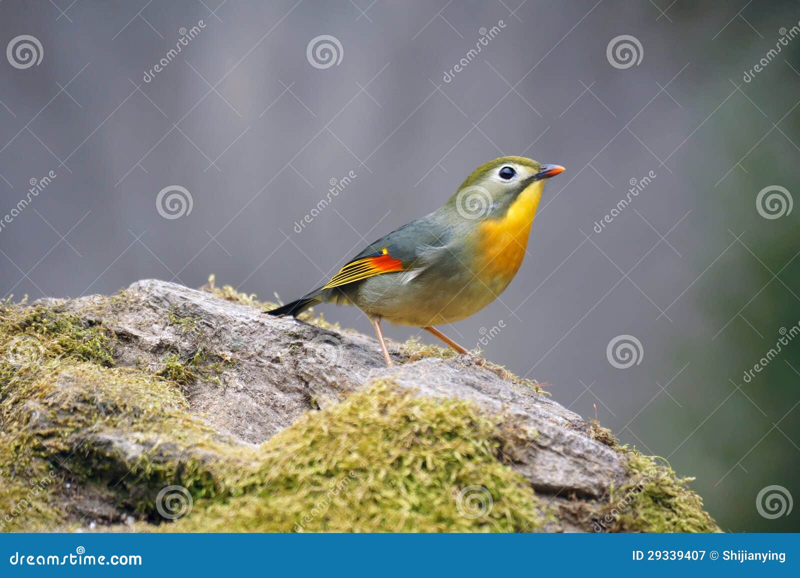 Red-billed Leiothrix stock image. Image of nature, birds - 29339407