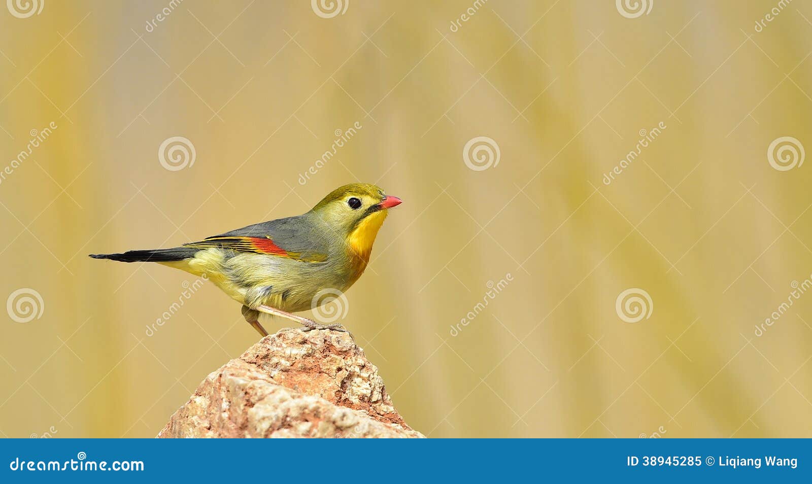 Red-billed Leiothrix stock image. Image of wings, dynamic - 38945285