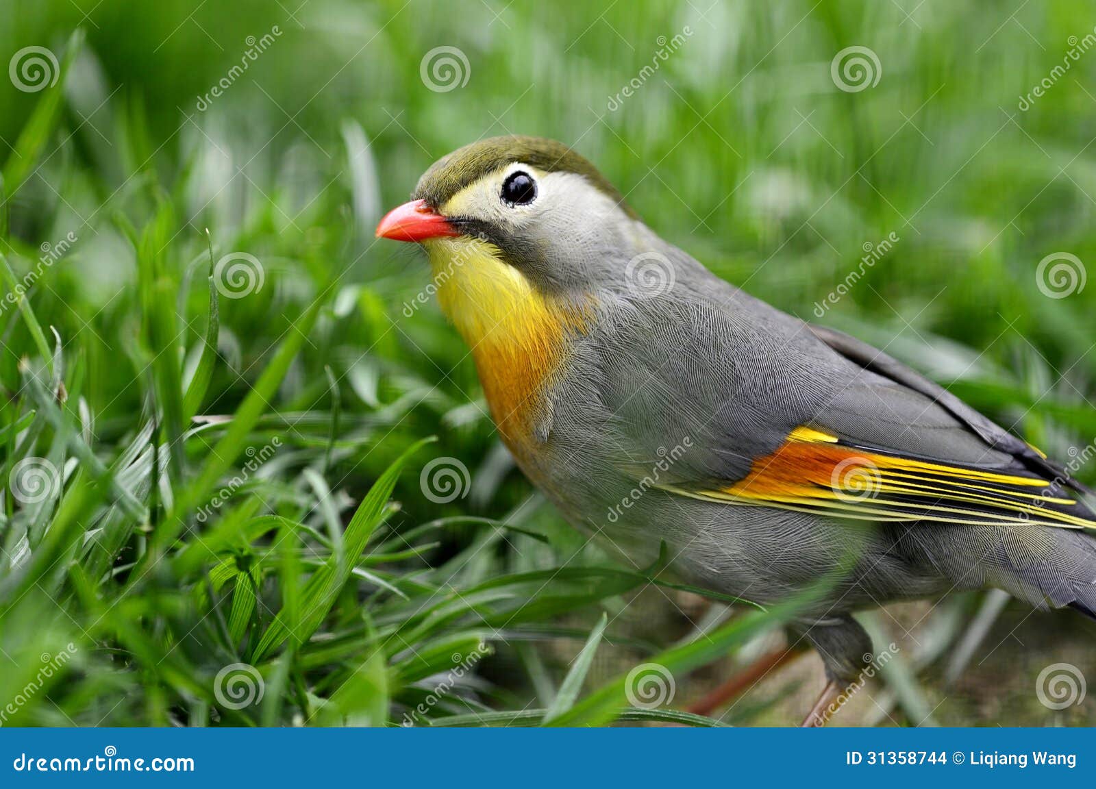 Red-billed Leiothrix stock photo. Image of branches, decorative - 31358744