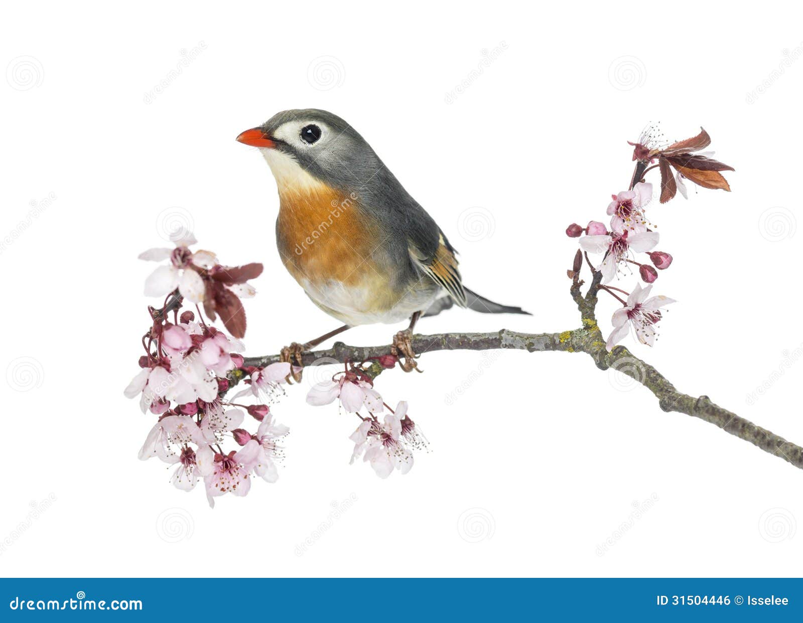 Red-billed Leiothrix (Leiothrix Lutea), Perched on a Branch Stock Photo ...