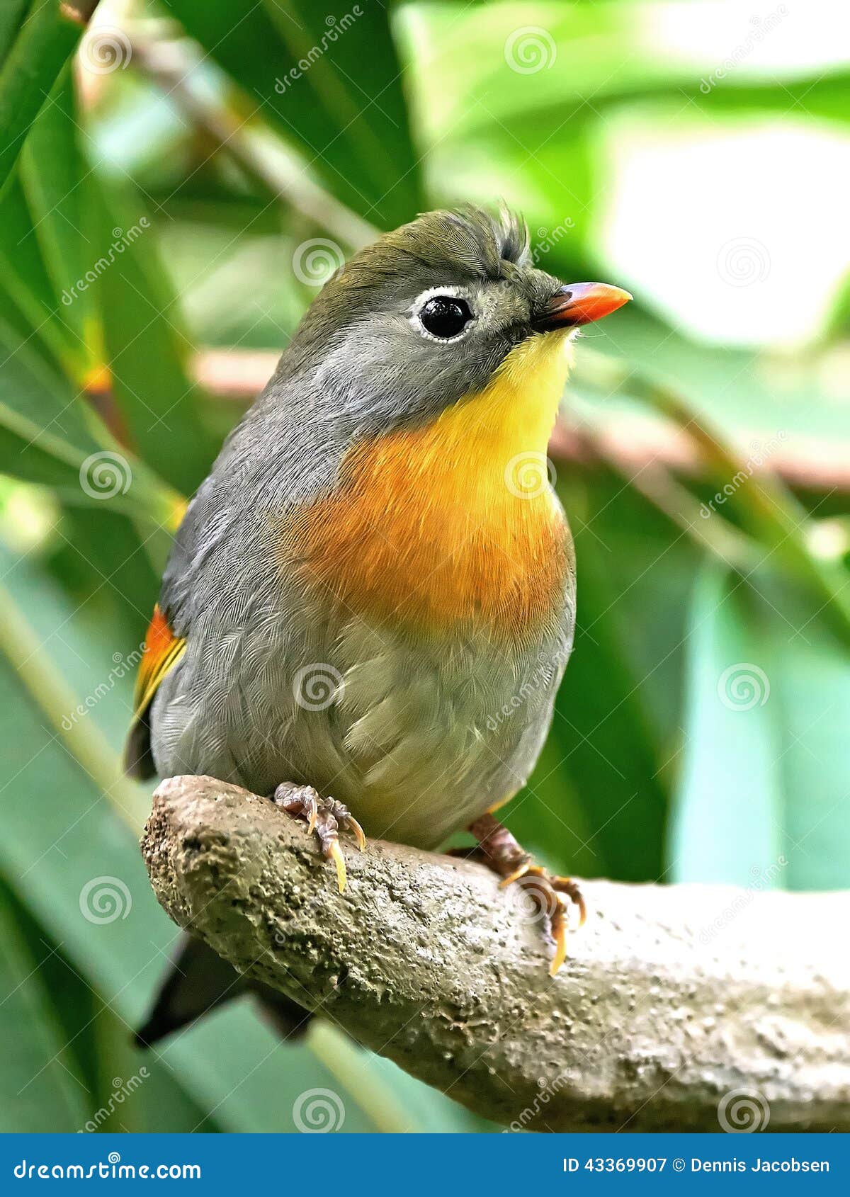 Red-billed Leiothrix (Leiothrix Lutea) Stock Image - Image of resting ...
