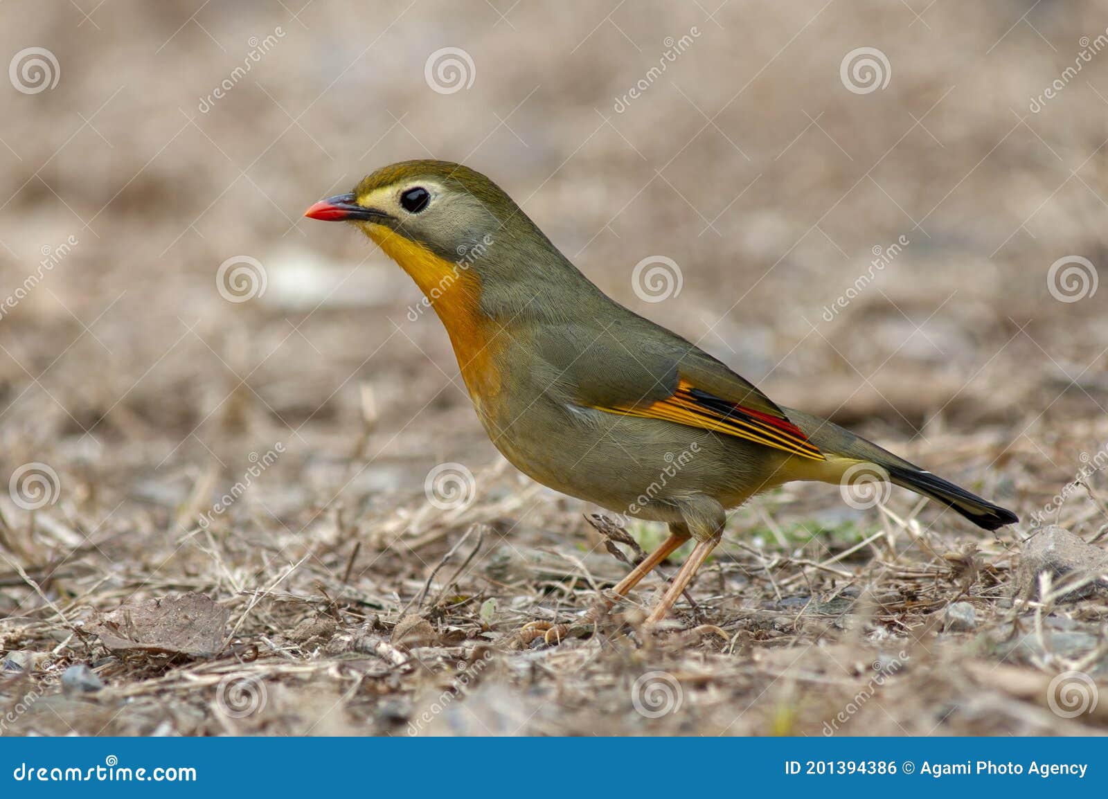 Red-billed Leiothrix, Leiothrix Lutea Stock Photo - Image of outdoor ...
