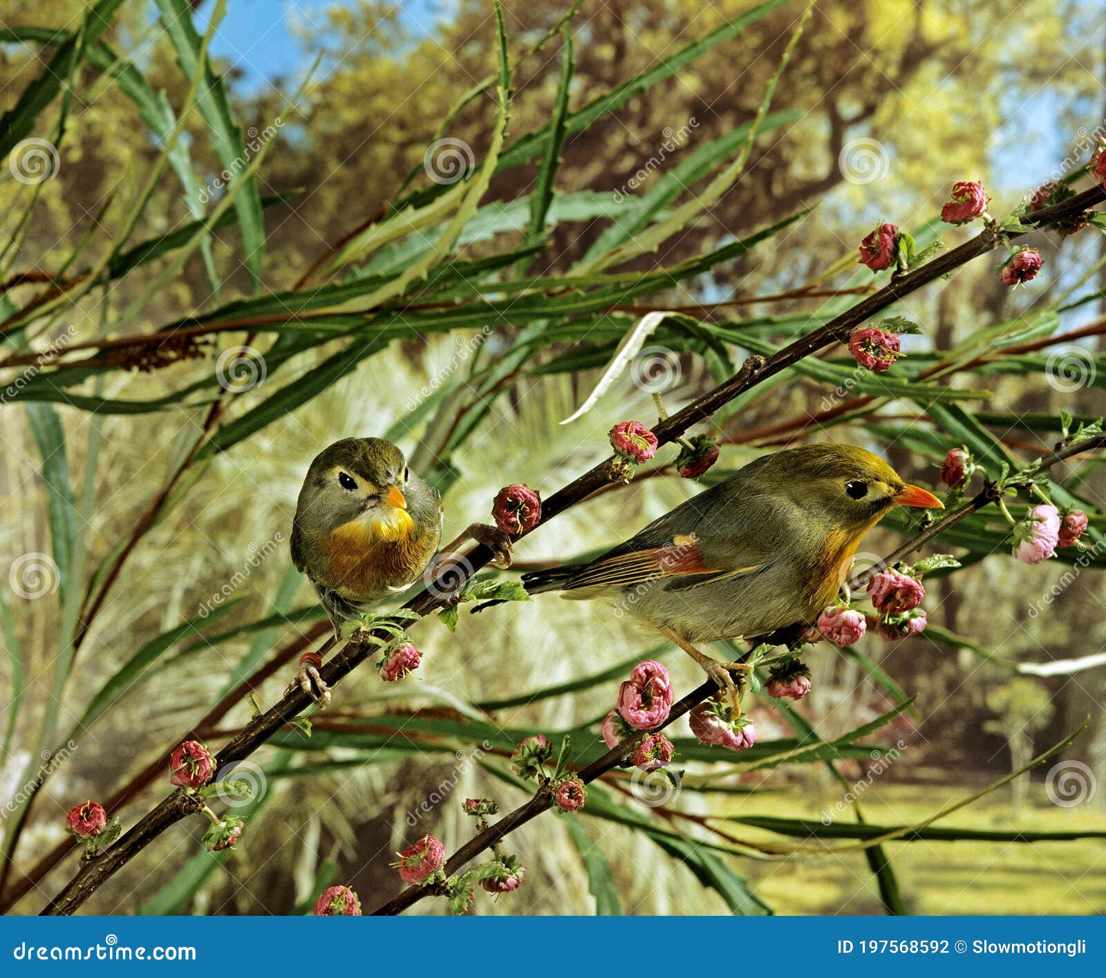 Red-billed Leiothrix, Leiothrix Lutea, Adults Standing on Branch Stock ...