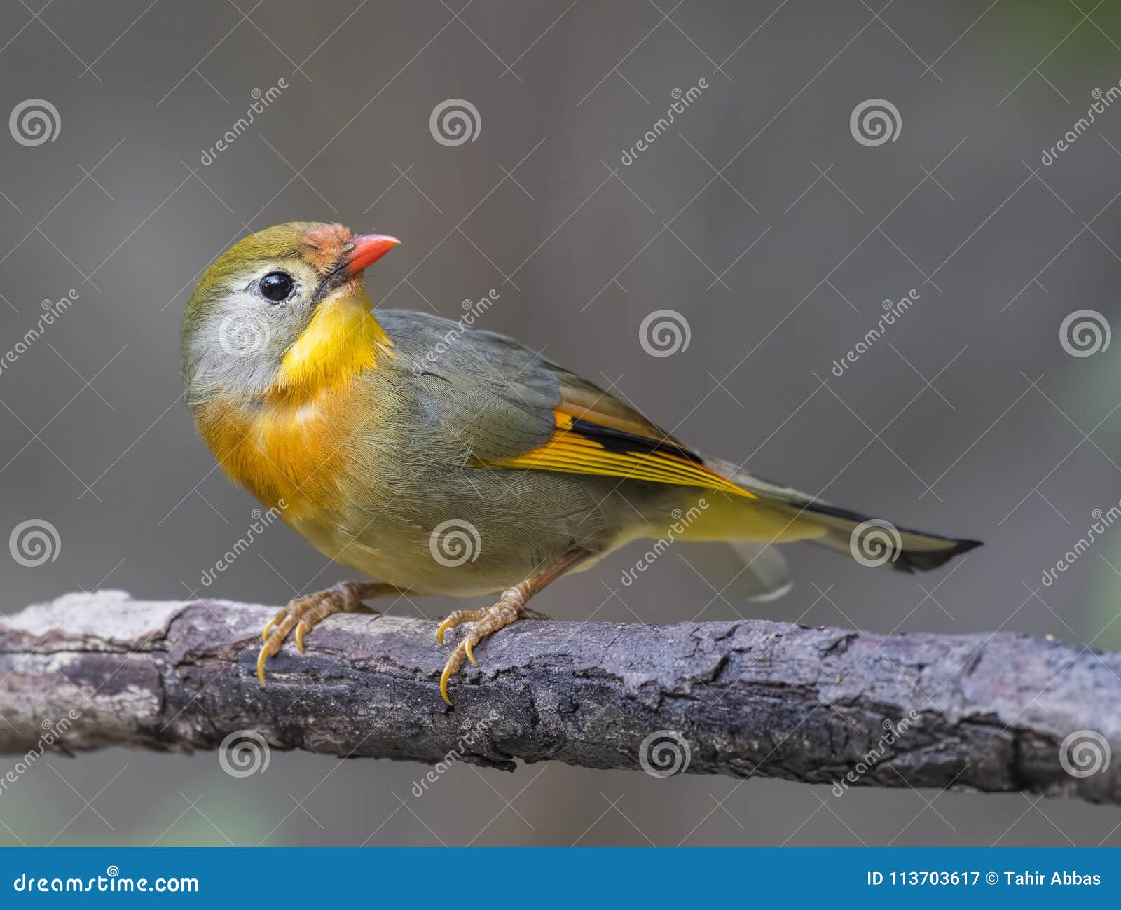 Red billed leiothrix stock image. Image of asia, nightingale - 113703617