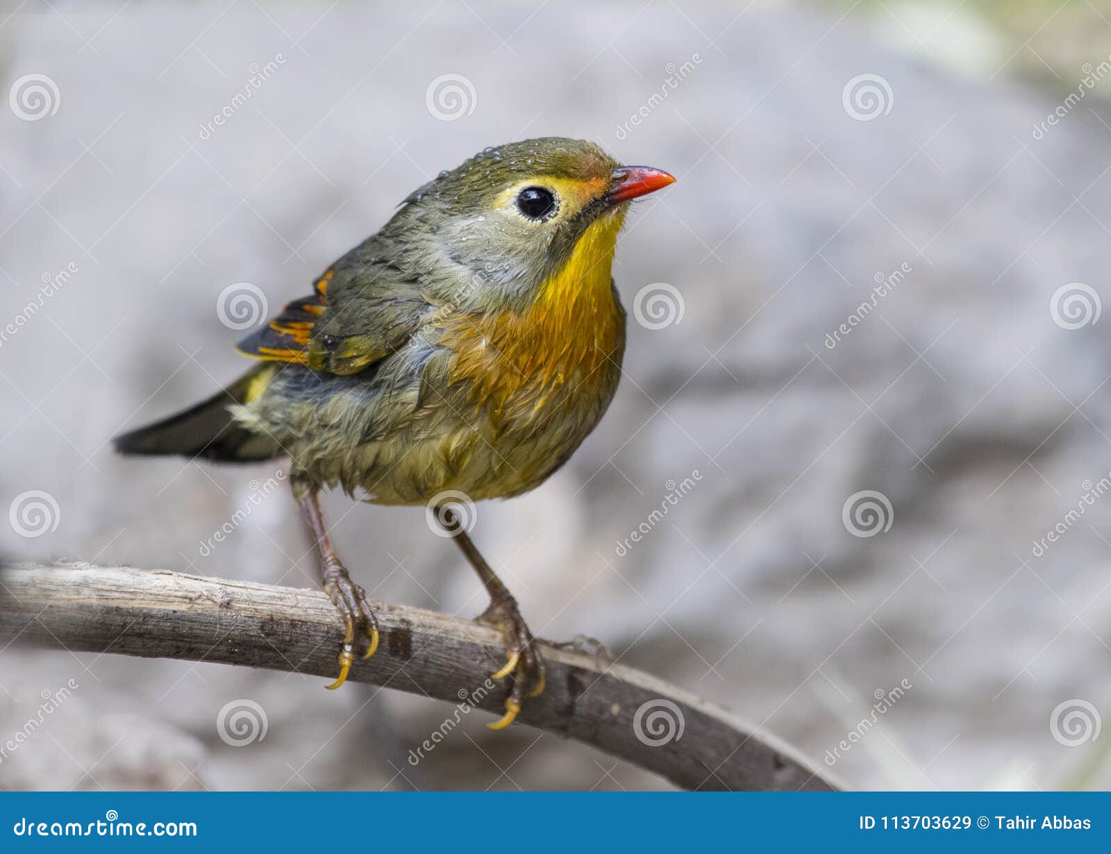 Red billed leiothrix stock image. Image of lutea, foraging - 113703629