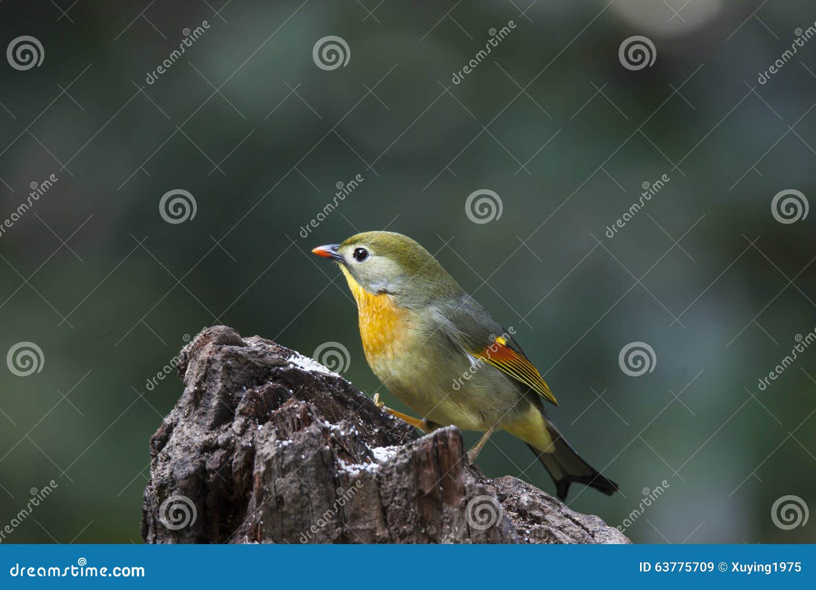 Red-billed Leiothrix - Leiothrix Lutea Stock Image | CartoonDealer.com ...