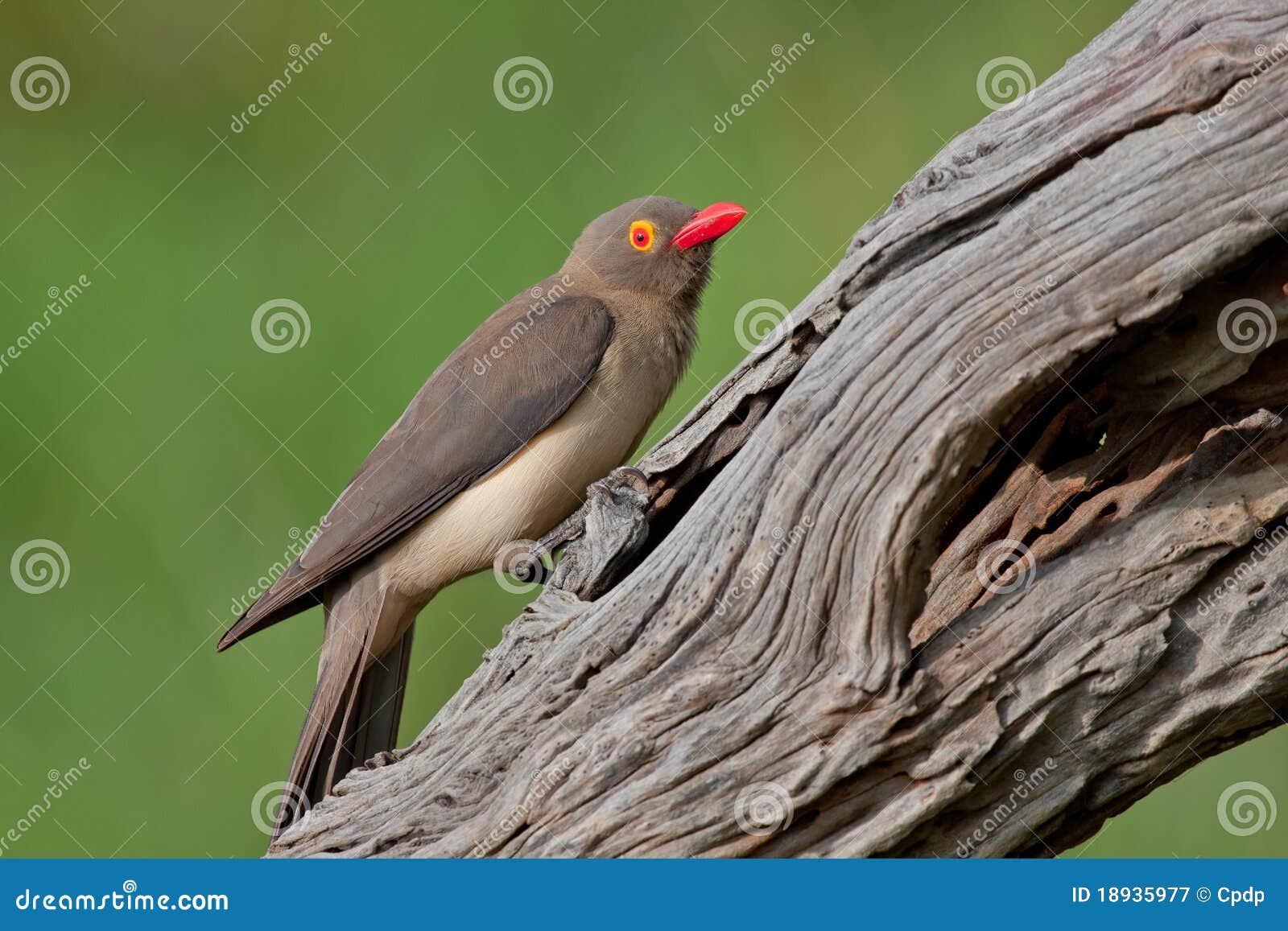 Red-billed Oxpecker stock image. Image of safari, threatened - 18935977