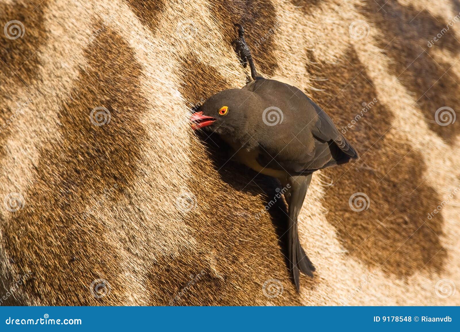 Red-billed Oxpecker stock photo. Image of pattern, south - 9178548