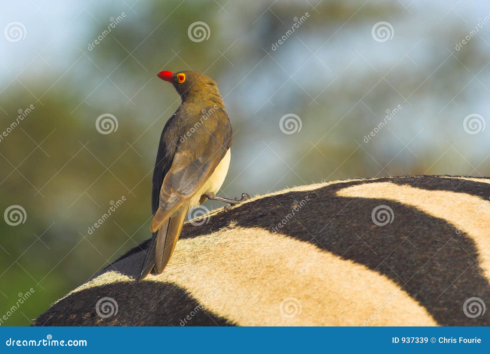 Red-billed Oxpecker stock image. Image of outdoor, billed - 937339