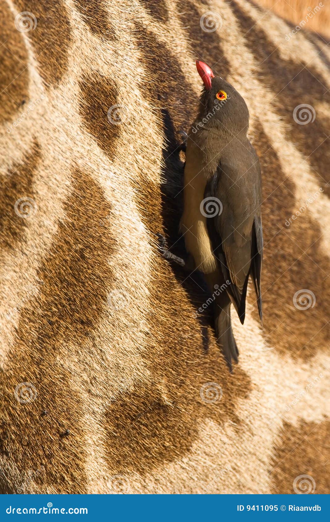 Red-billed Oxpecker African Bird On Cape Buffalo At Serengeti National ...