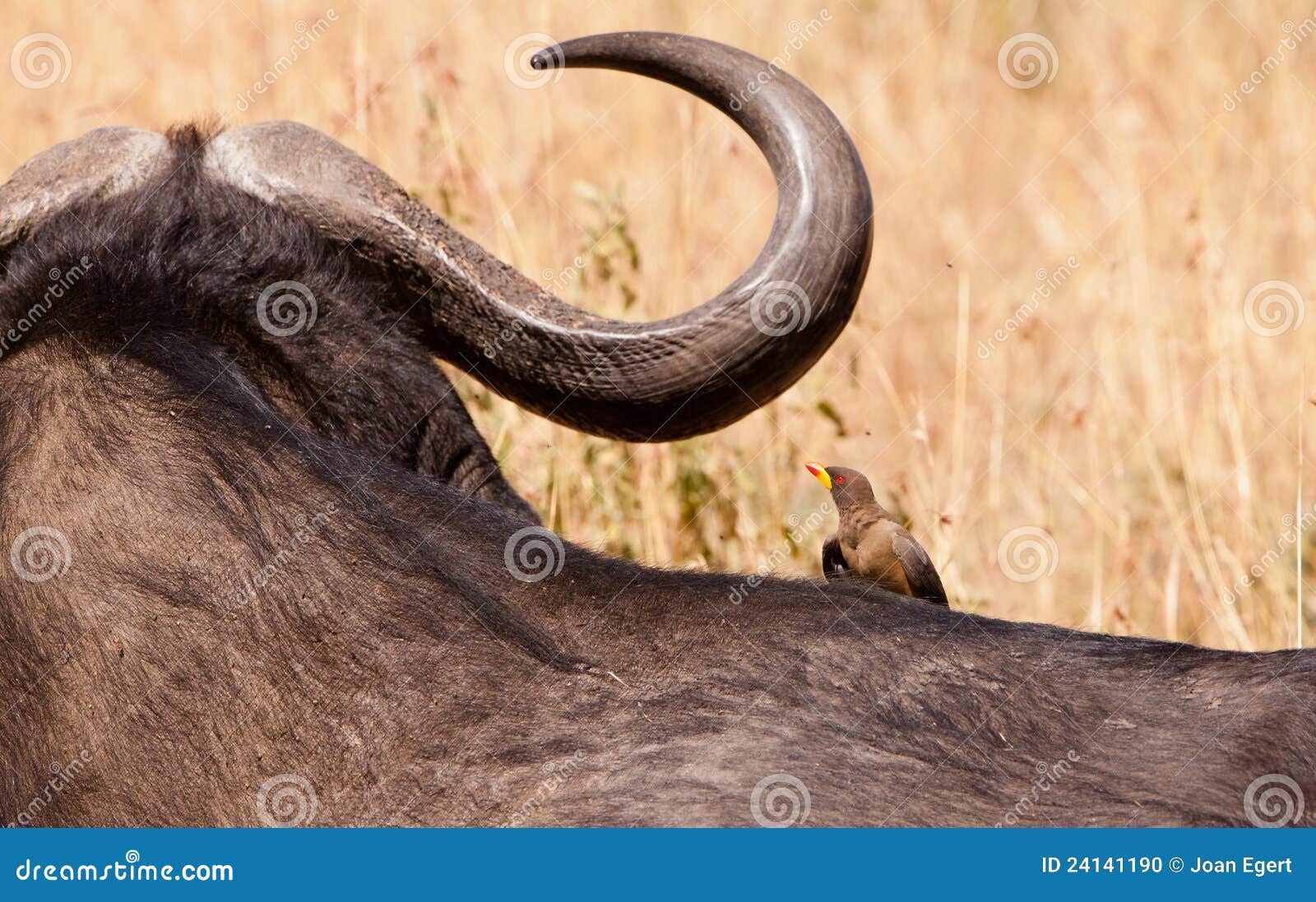 A Red-billed Oxpecker with a Buffalo Stock Photo - Image of equatorial ...
