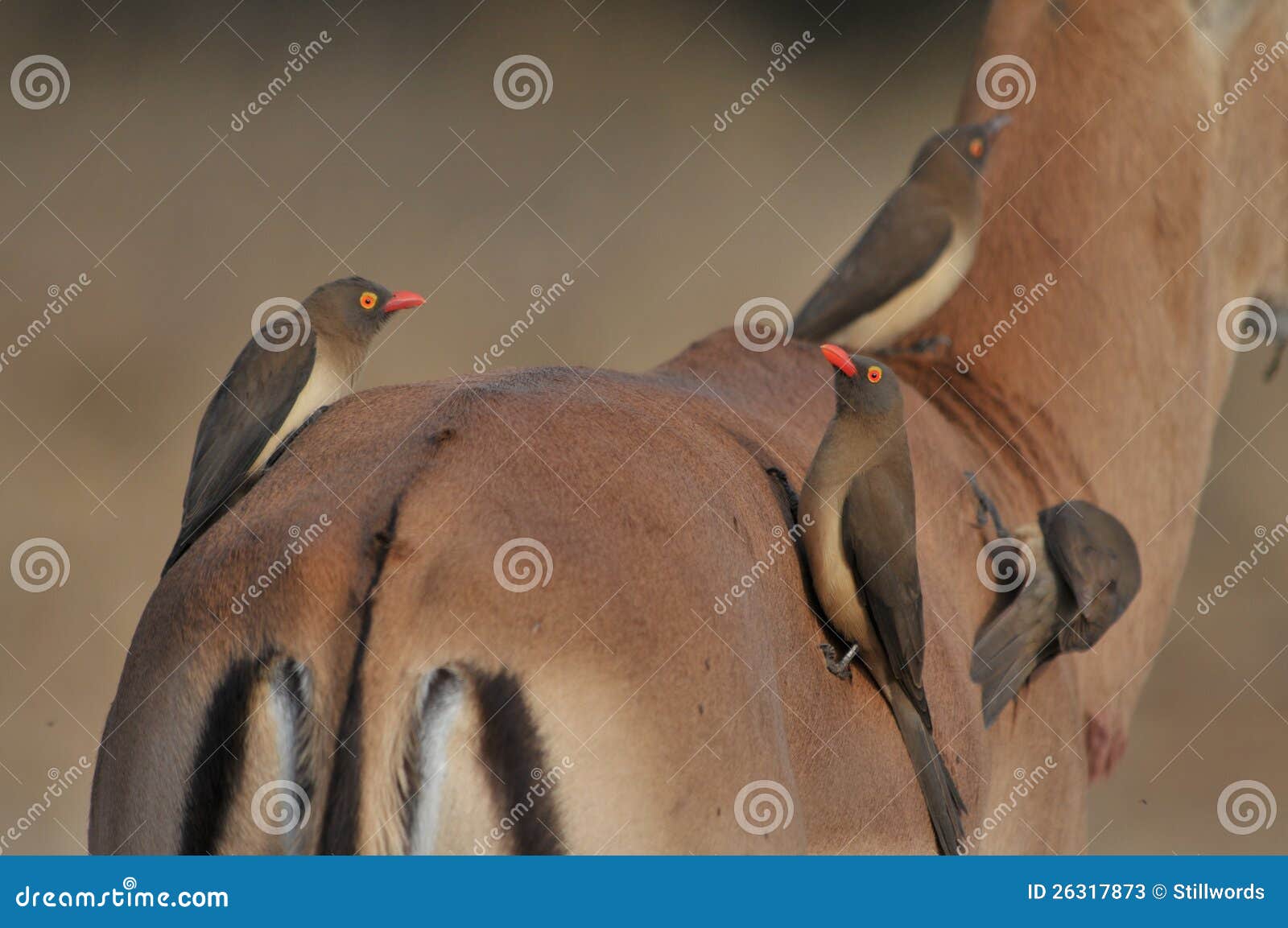 Red-billed Oxpecker (Buphagus Erythrorhynchus) Stock Image - Image of ...