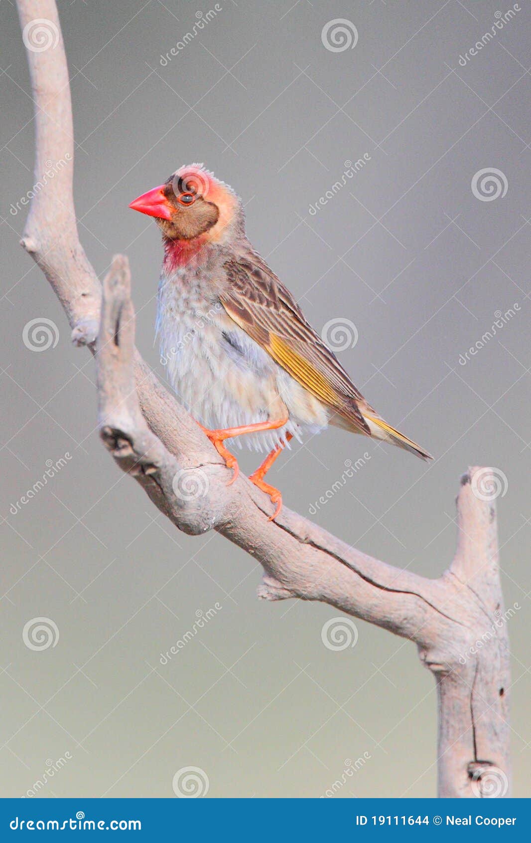 Red Billed Quelea Bird Sitting In Stems Of Grass To Eat Seeds Royalty ...