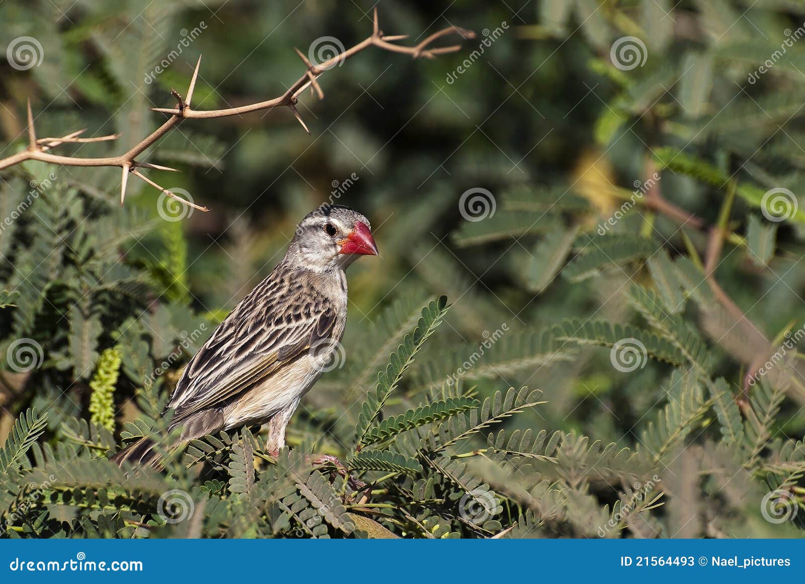 Red-billed quelea stock image. Image of tree, branche - 21564493