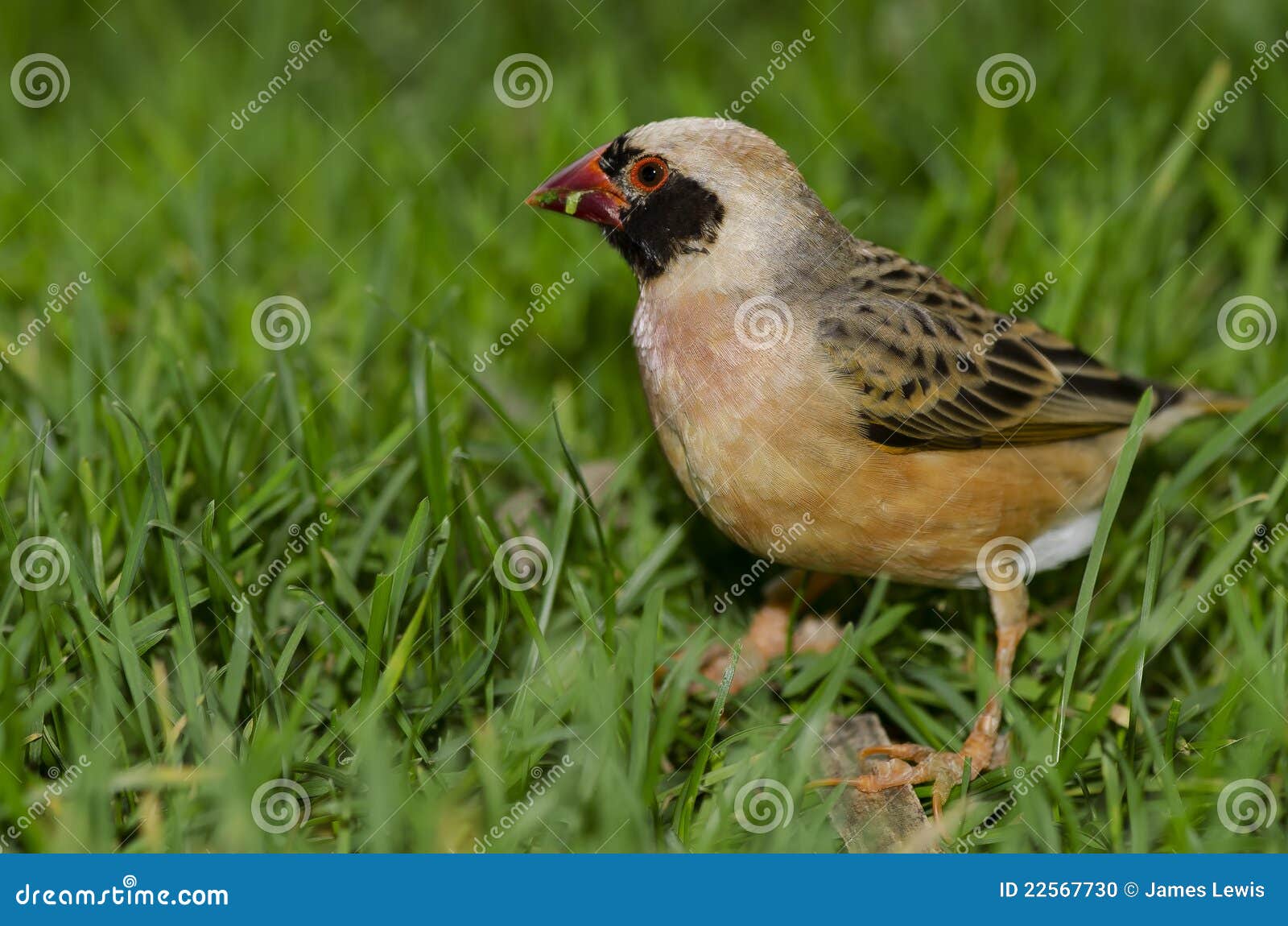 Red Billed Quelea stock photo. Image of avian, quelea - 22567730