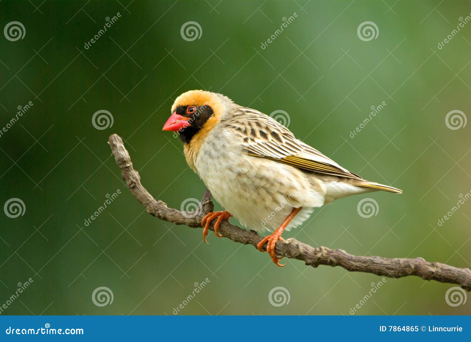 Red billed quelea stock image. Image of avian, bird, quelea - 7864865