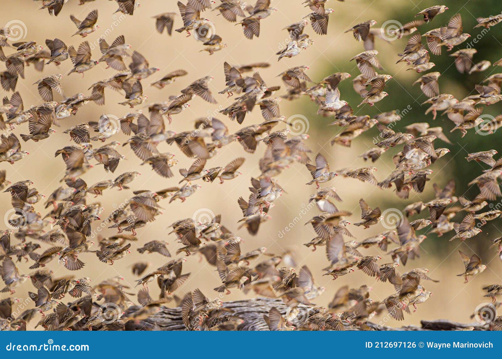 Royalty Free Images, Cartoons, Illustrations And Photos Designed By ...