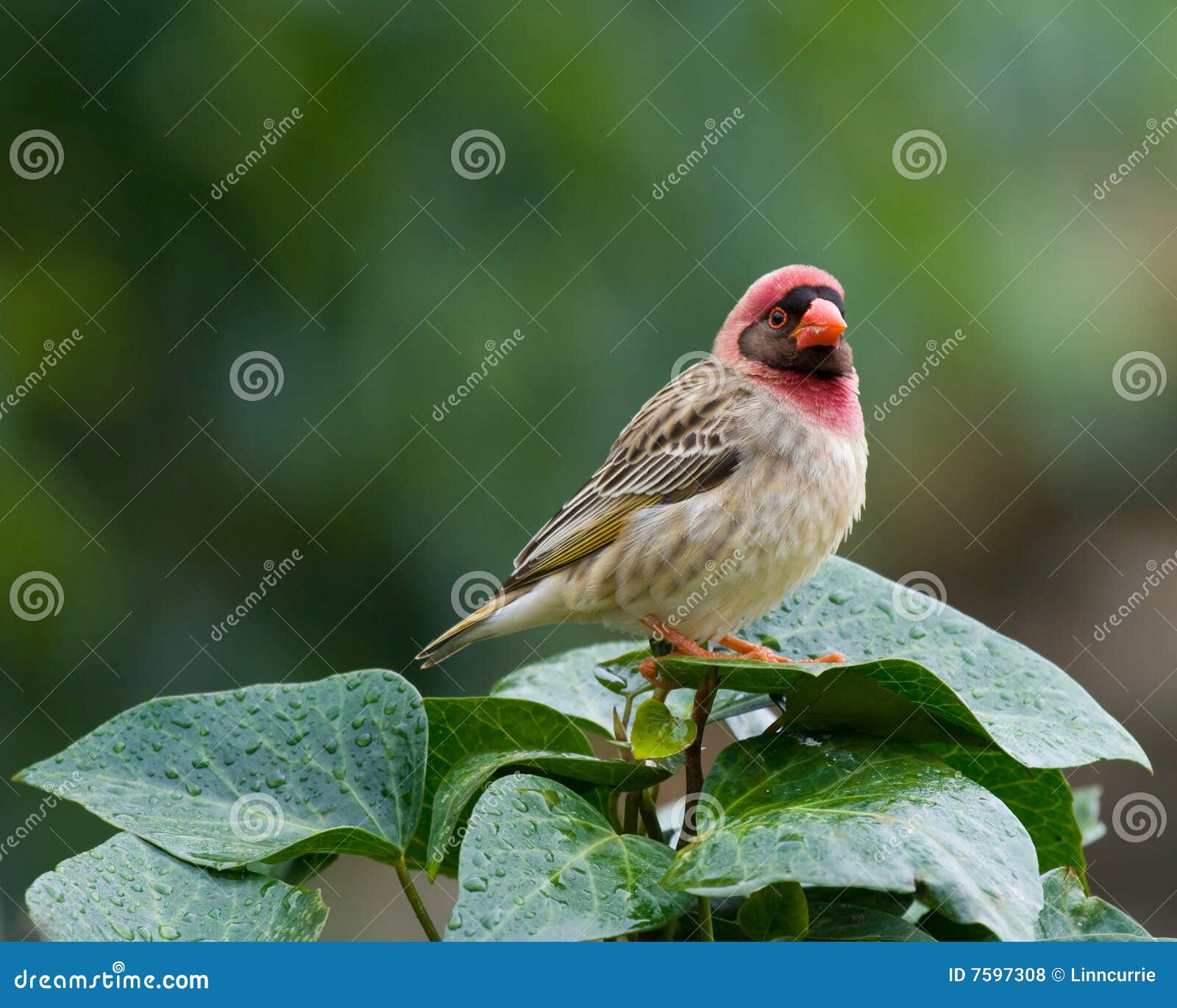 Red-billed Quelea male stock photo. Image of breeding - 7597308