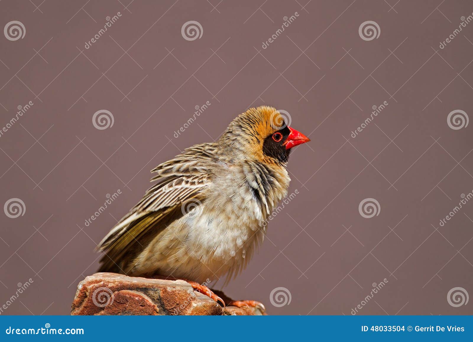 Red-Billed Quelea Perched on Rock Stock Photo - Image of exotic, avian ...