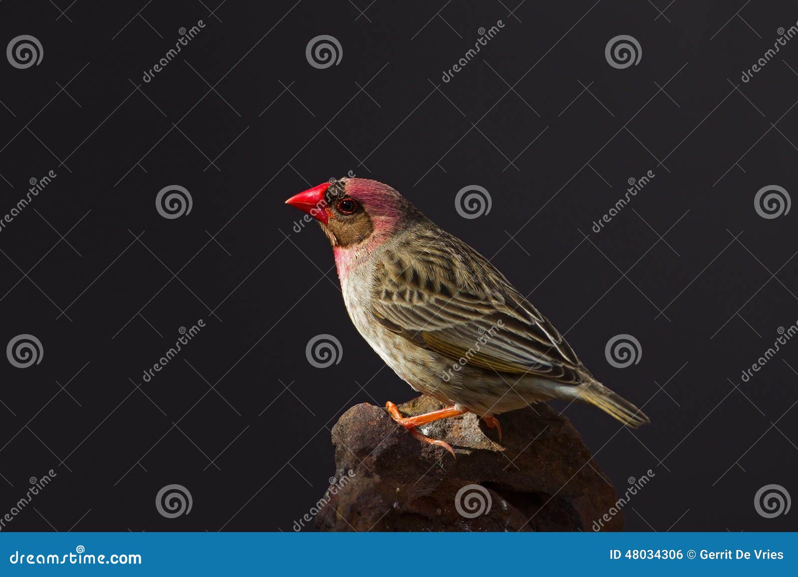 Red-Billed Quelea Perched on Rock Stock Photo - Image of alert, small ...