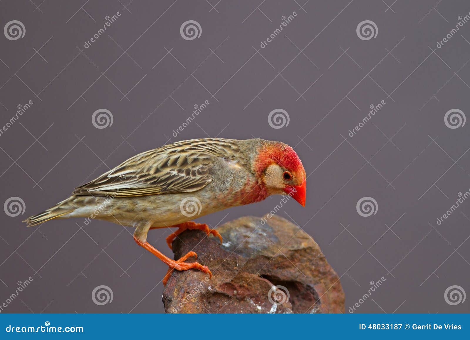 Red Billed Quelea Bird Sitting In Stems Of Grass To Eat Seeds Royalty ...