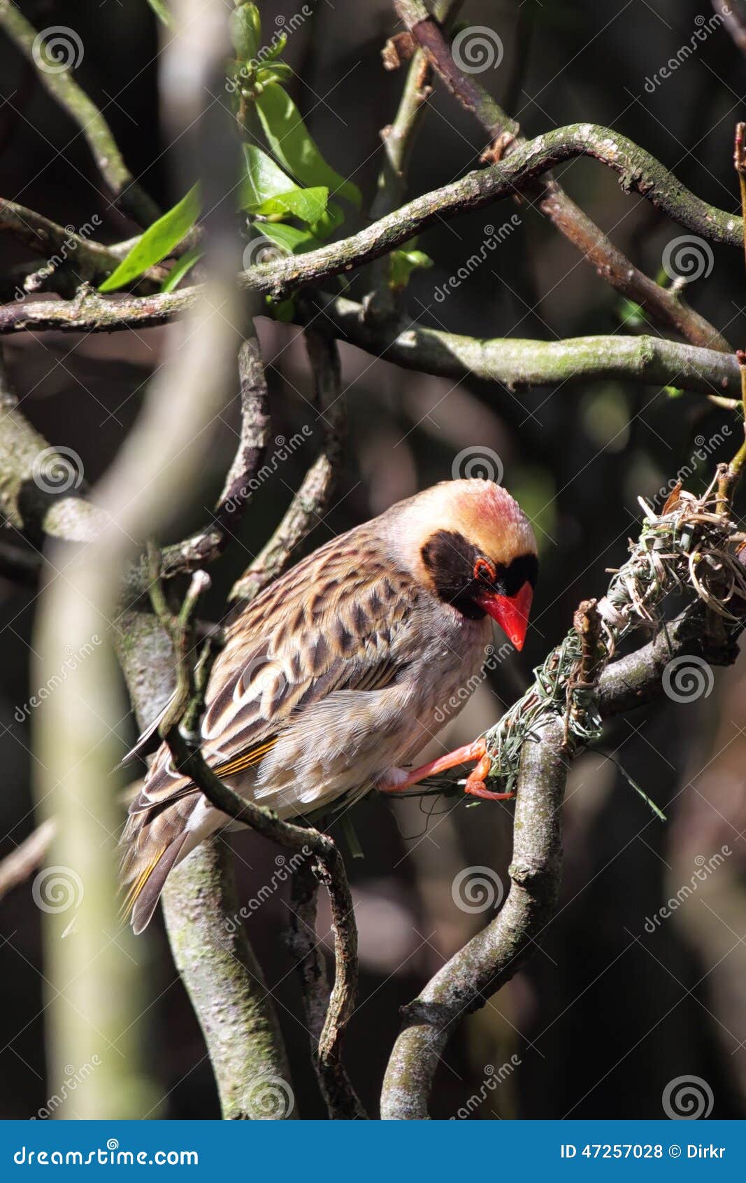 Red-billed Quelea (Quelea Quelea) Stock Photo - Image of building, bird ...