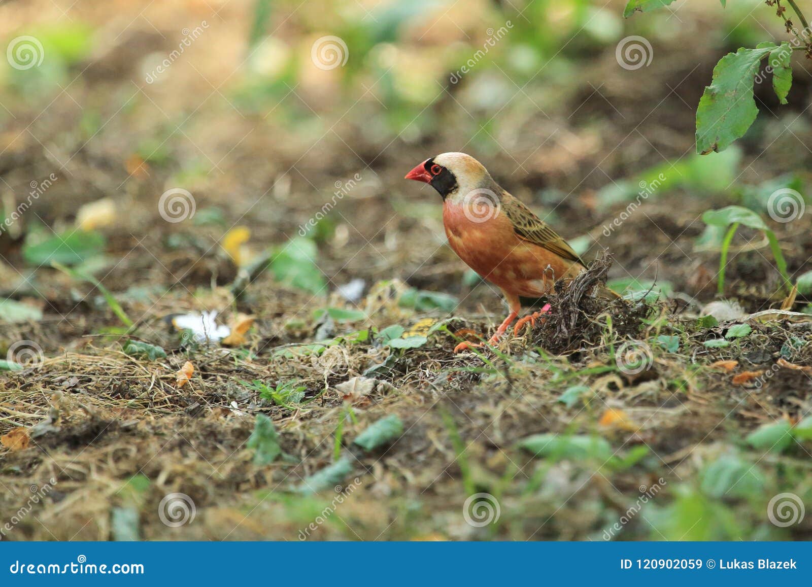 Red Billed Quelea Bird Sitting In Stems Of Grass To Eat Seeds Royalty ...