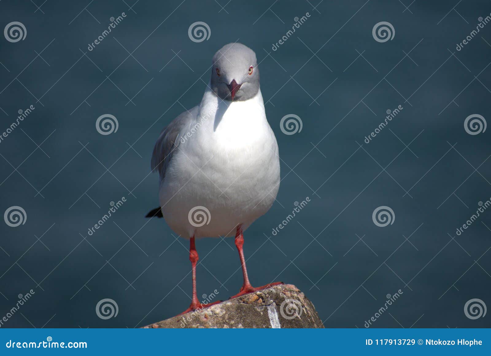Red Billed Seagull stock image. Image of perching, seagull - 117913729