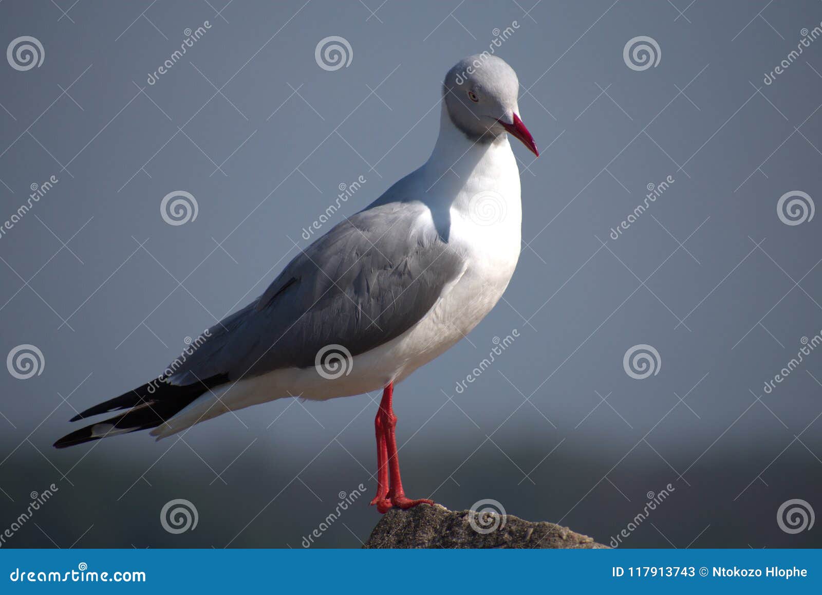 Red Billed Seagull stock image. Image of beautiful, seagull - 117913743
