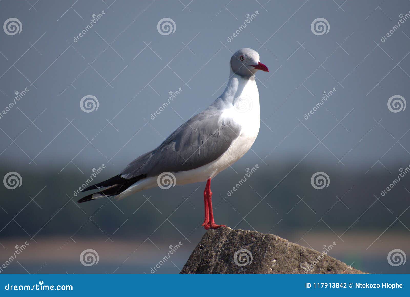 Red Billed Seagull stock photo. Image of seagull, billed - 117913842