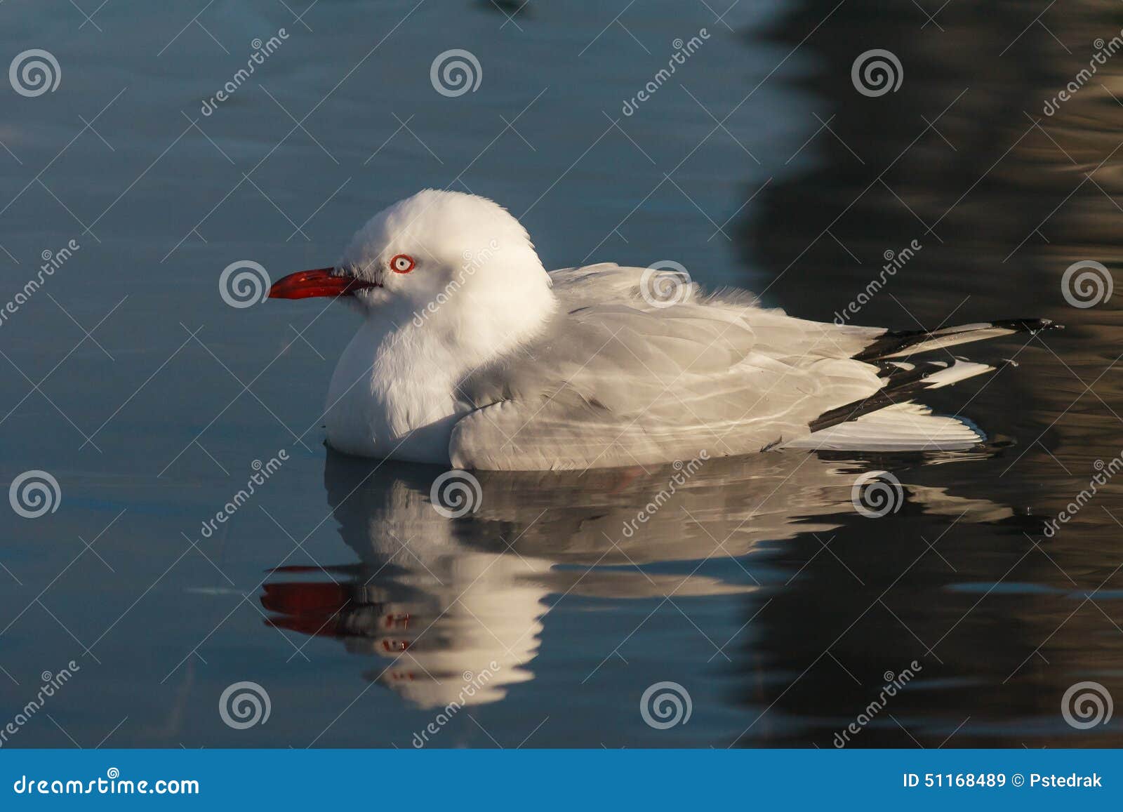 Red Billed Seagull on Water Stock Image - Image of seagull, billed ...
