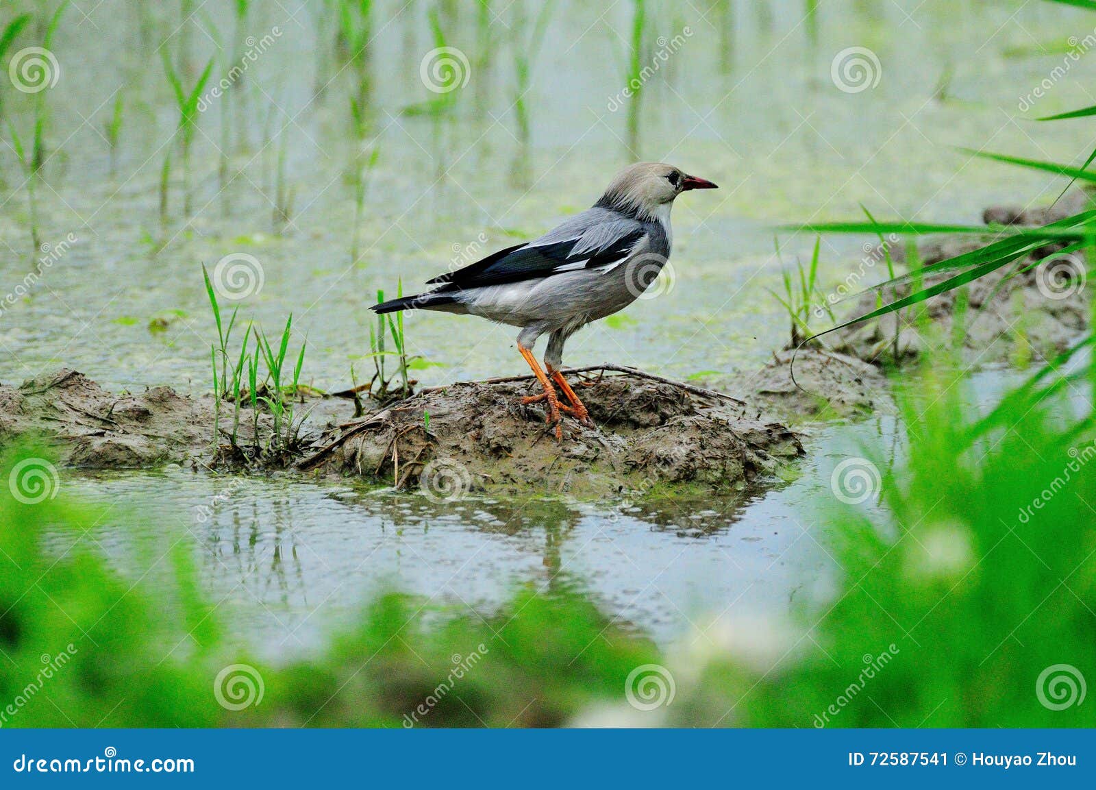 Red-billed starling stock image. Image of grey, black - 72587541