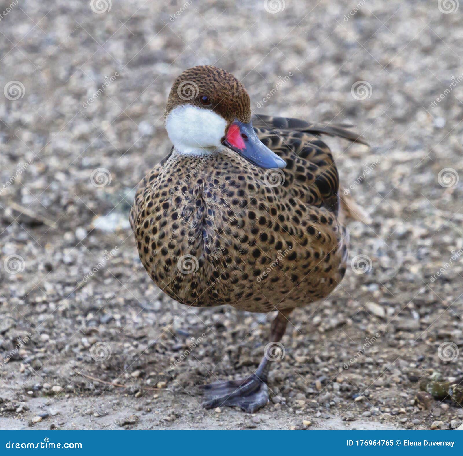 Red-billed Teal or Red-billed Duck, Anas Erythrorhyncha Stock Image ...