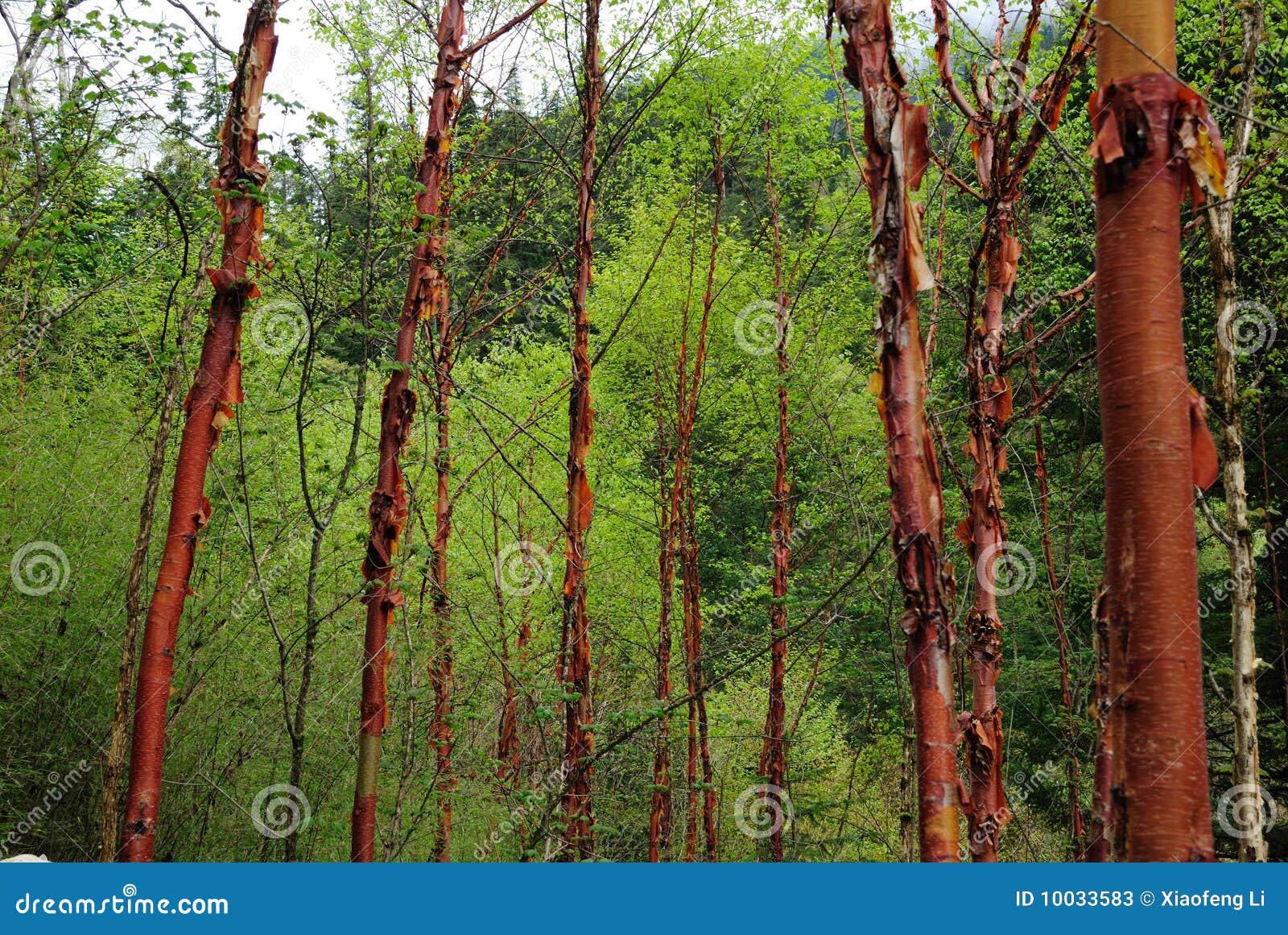 Red Birches stock image. Image of sustainability, travel - 10033583