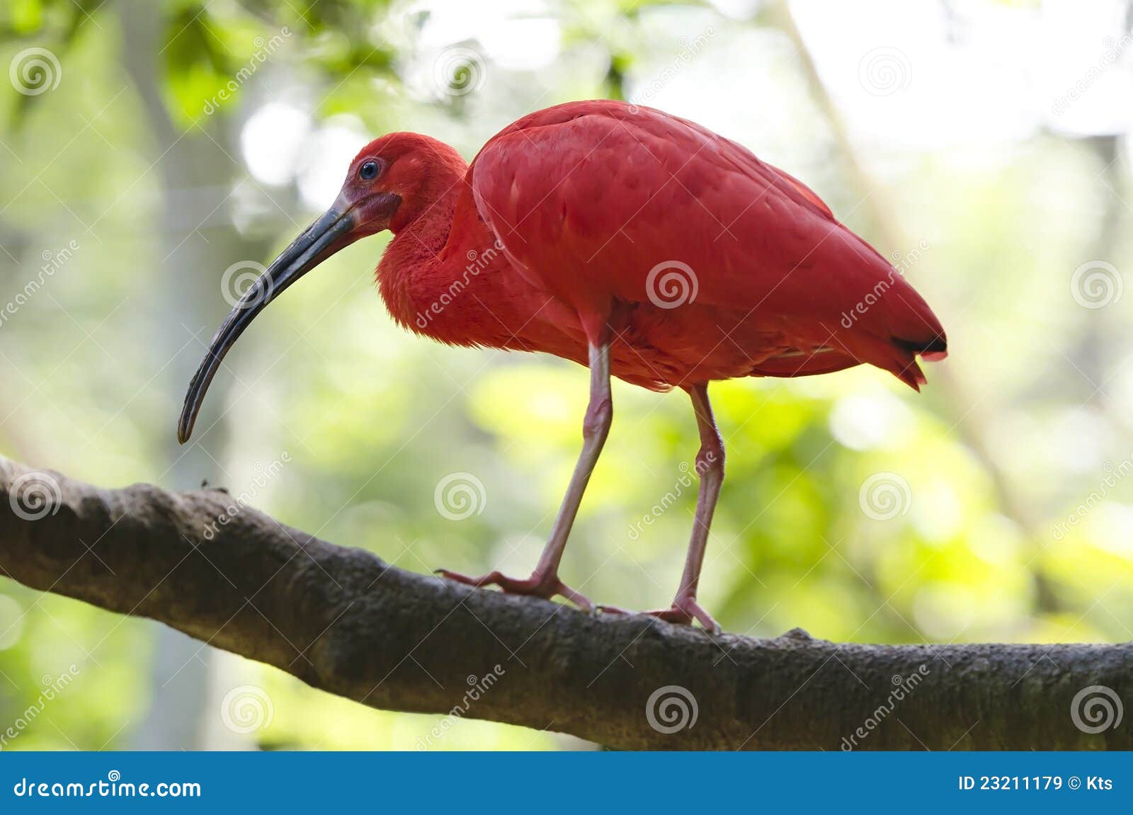 Red Bird stock image. Image of wings, forest, wild, bird - 23211179