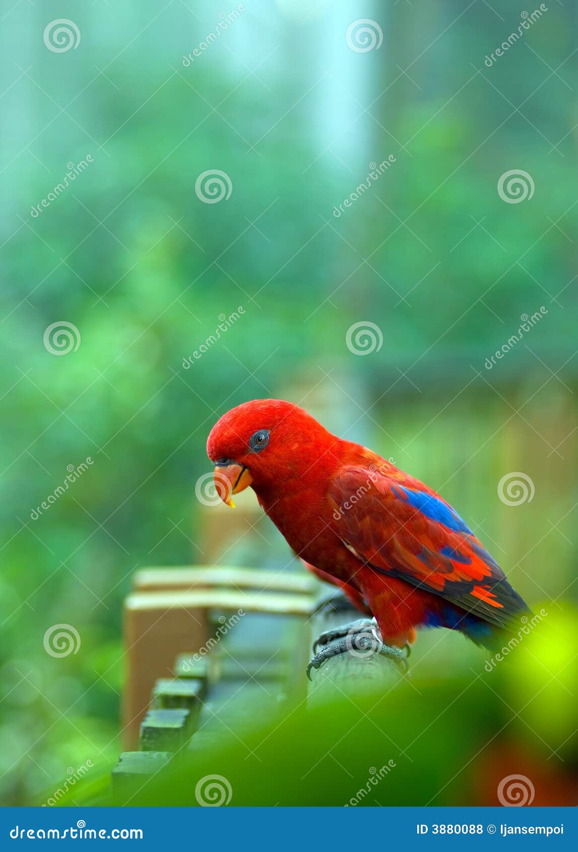 Red Bird stock photo. Image of portrait, tropical, singapore - 3880088