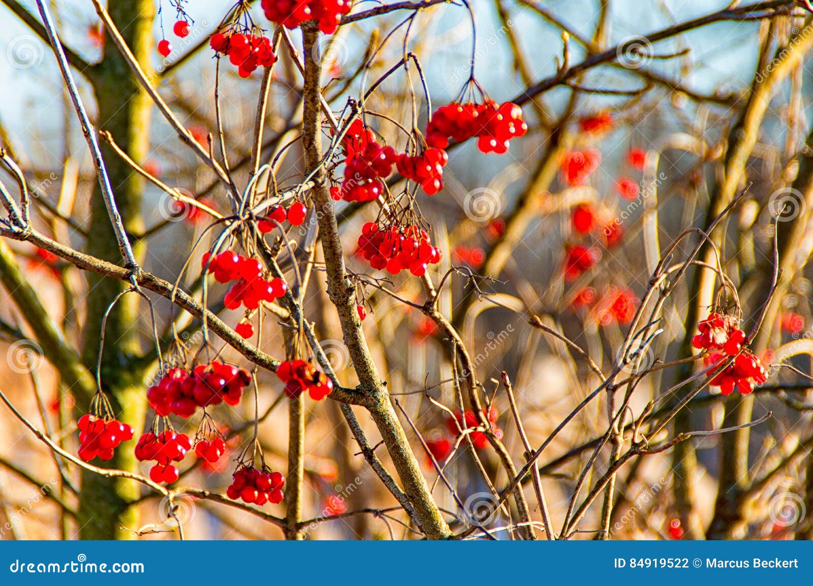 Red bird berries on a Bush stock photo. Image of drawing - 84919522