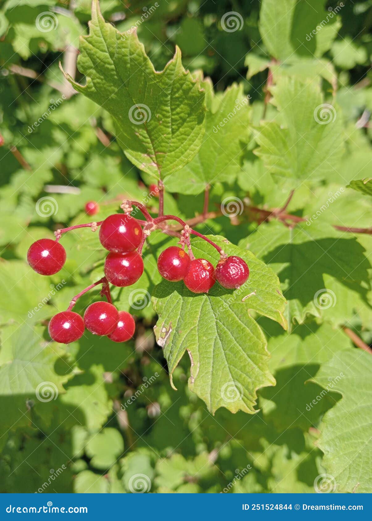 Red bird berries on tree stock photo. Image of evergreen - 251524844