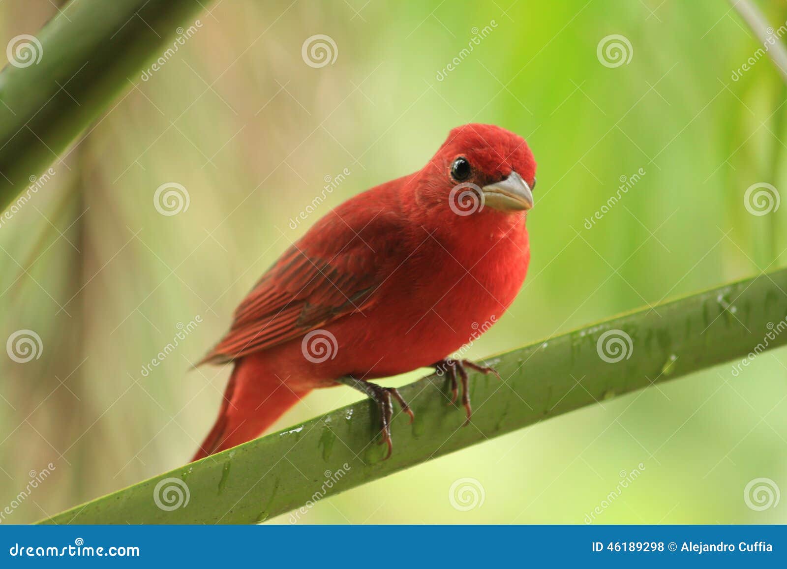 Red bird on branch stock photo. Image of avian, back - 46189298