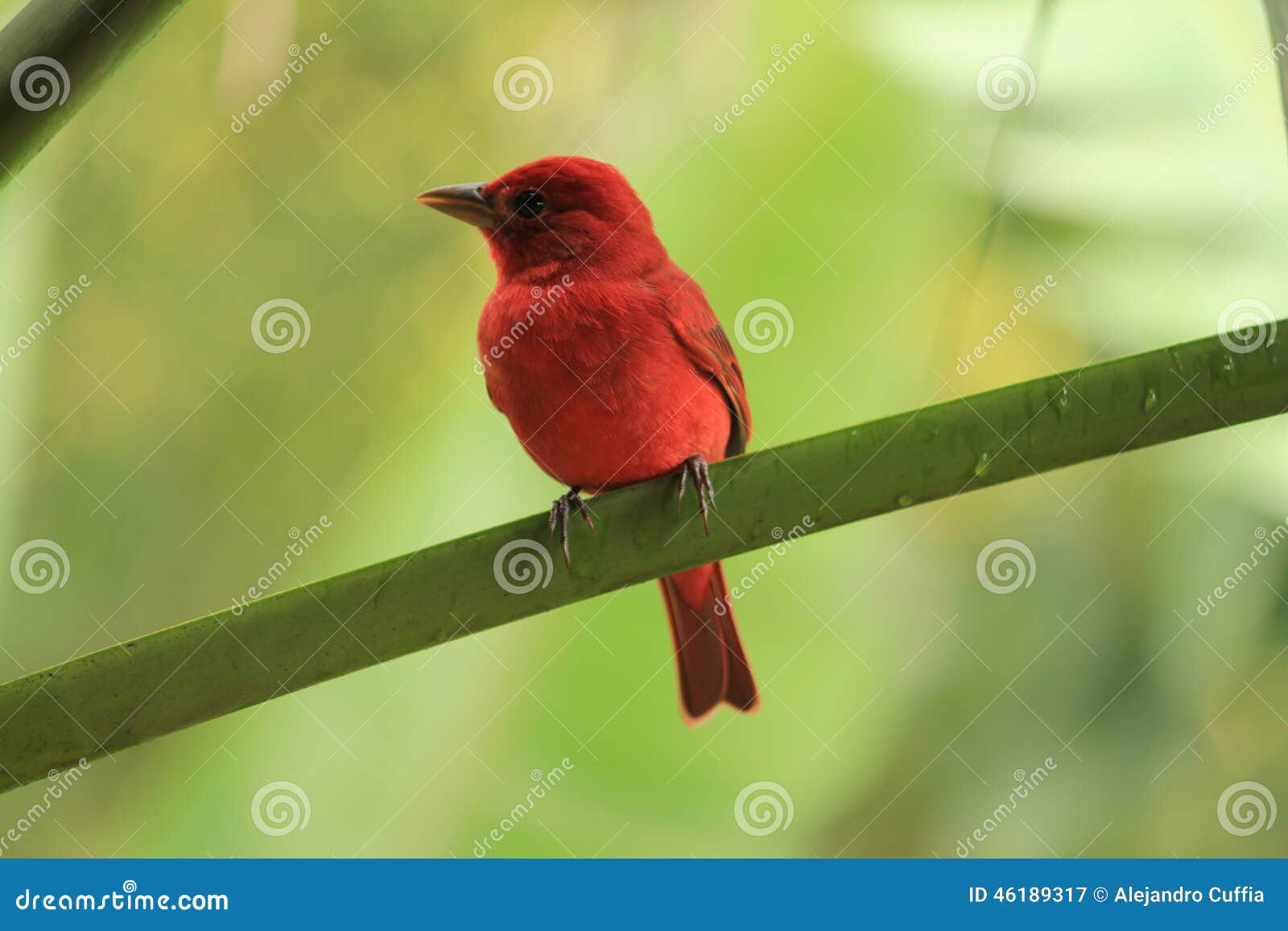 Red bird on branch stock image. Image of beautiful, frugivorous - 46189317