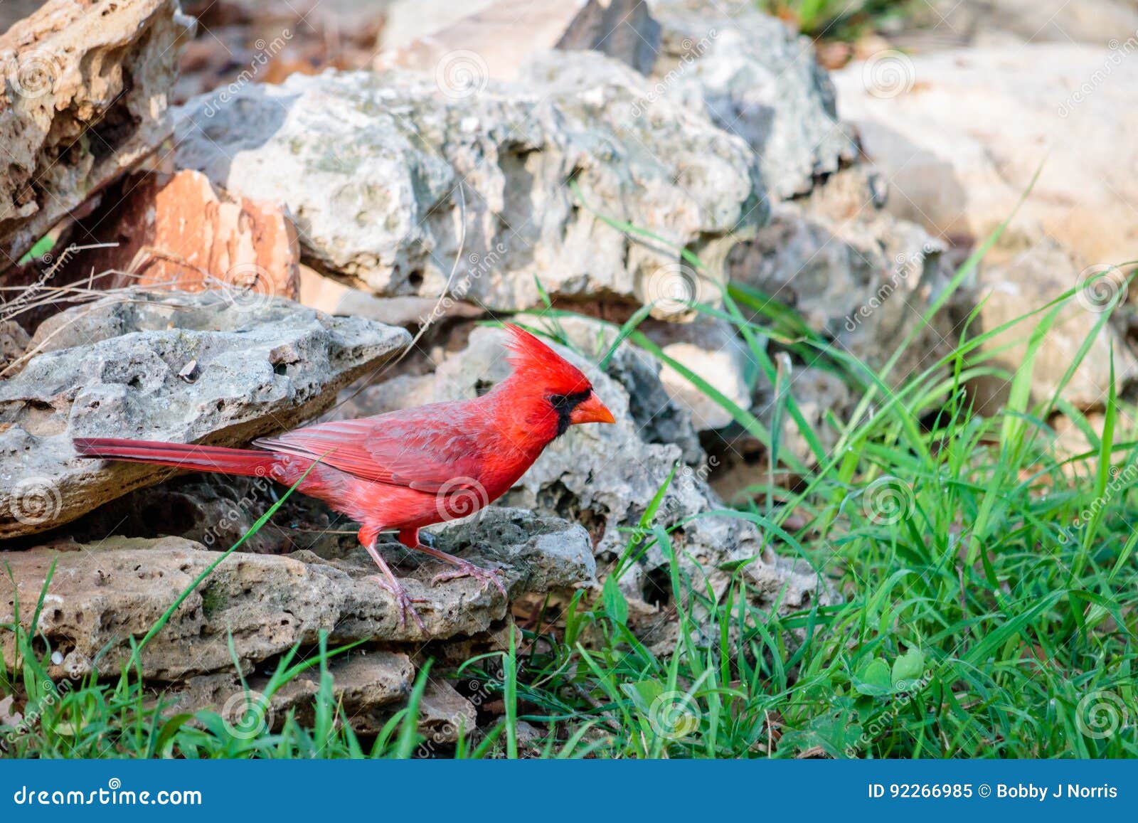 Red Bird Cardinal on a Rock Stock Image - Image of rock, cardinal: 92266985