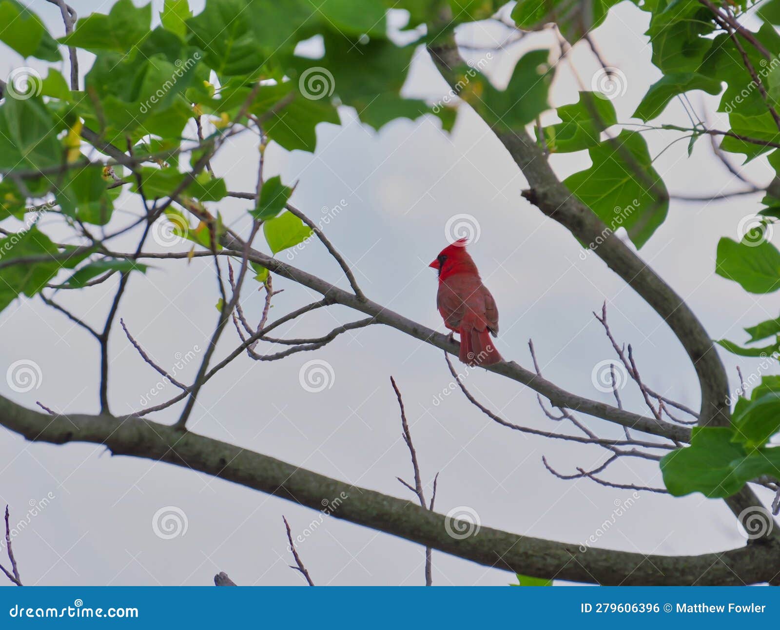 Cardnial Bird Stock Photos - Free & Royalty-Free Stock Photos from ...