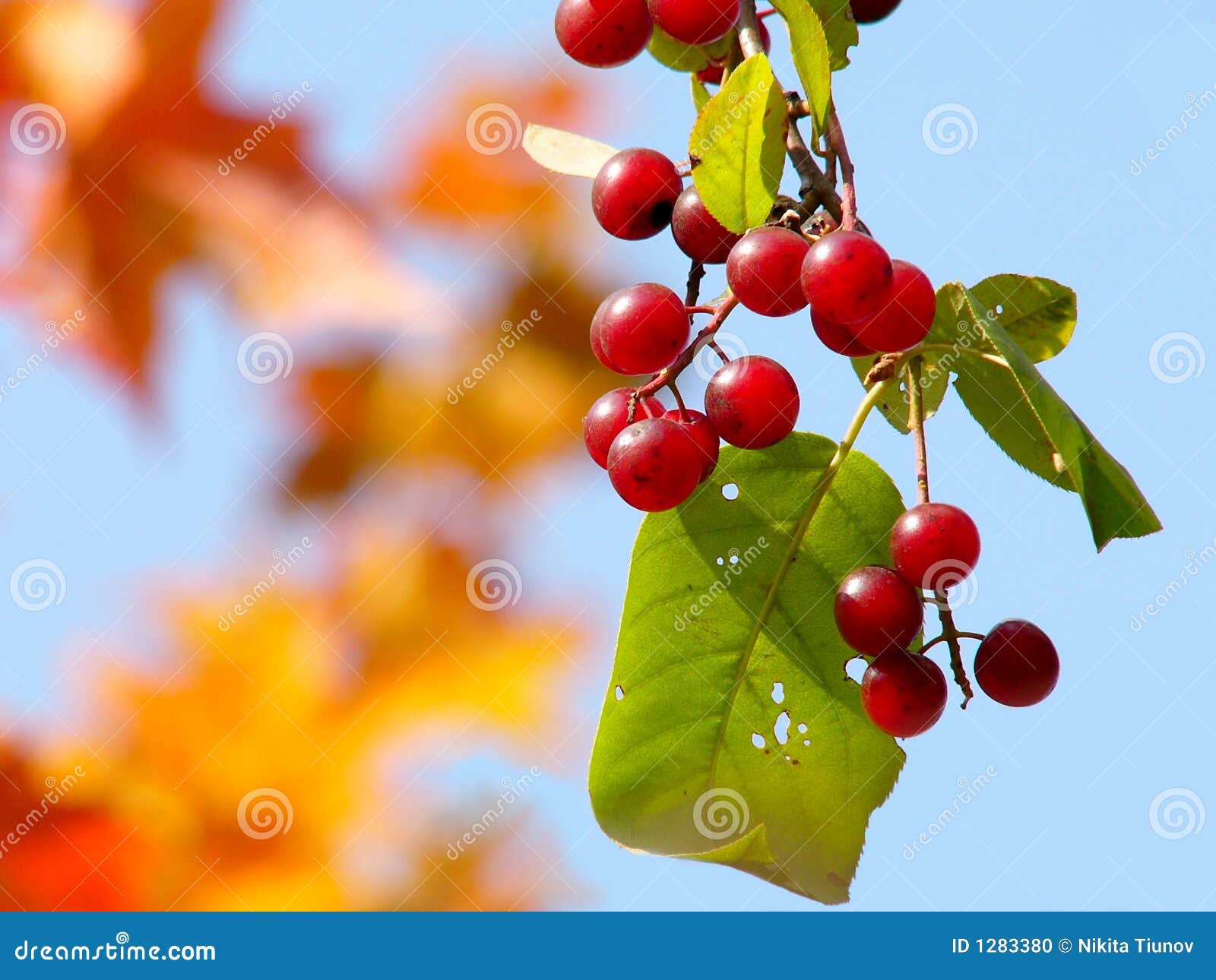 Red Bird Cherry stock photo. Image of oranges, cluster - 1283380