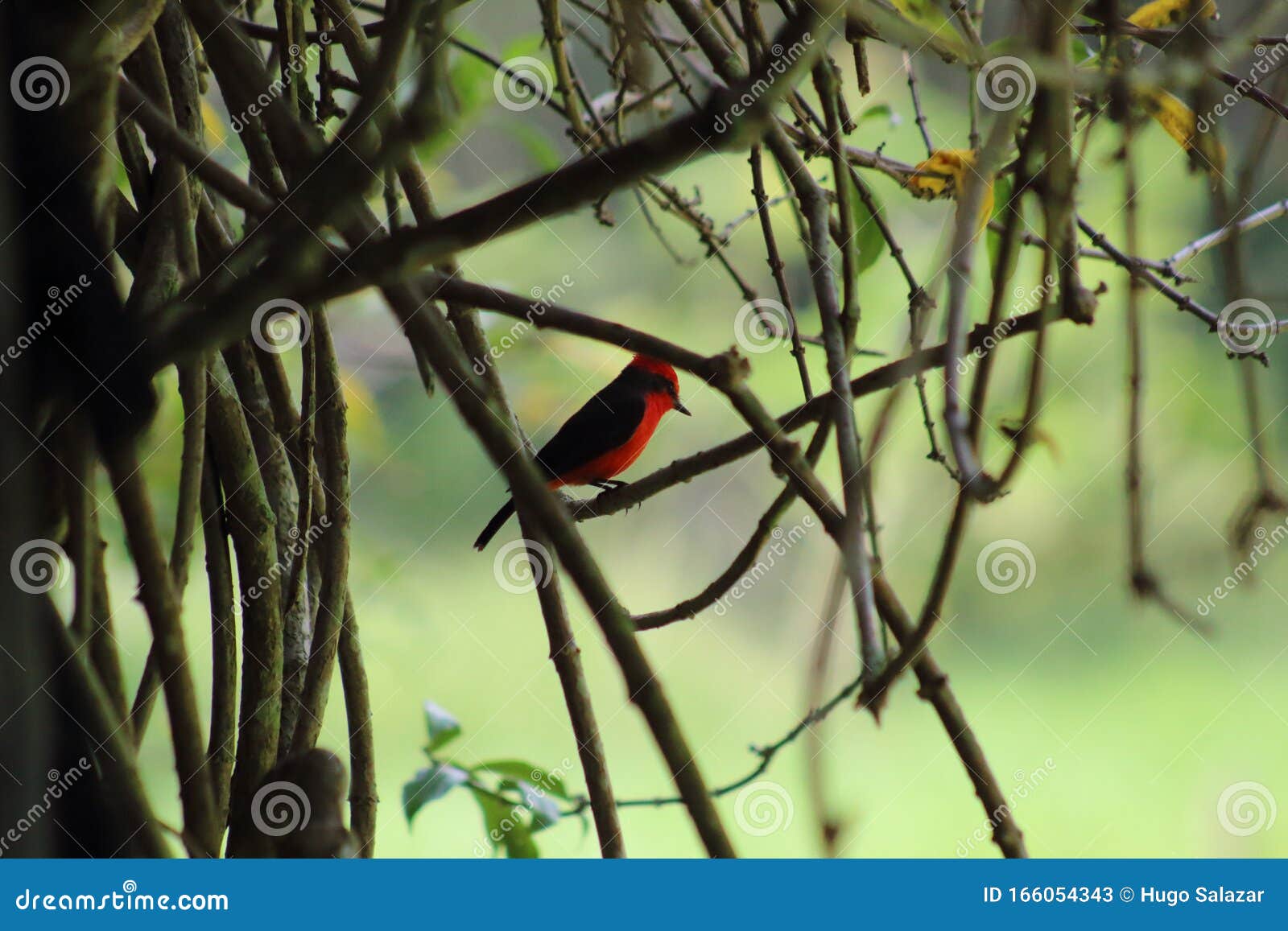 Red bird in a far tree stock image. Image of leaf, island - 166054343